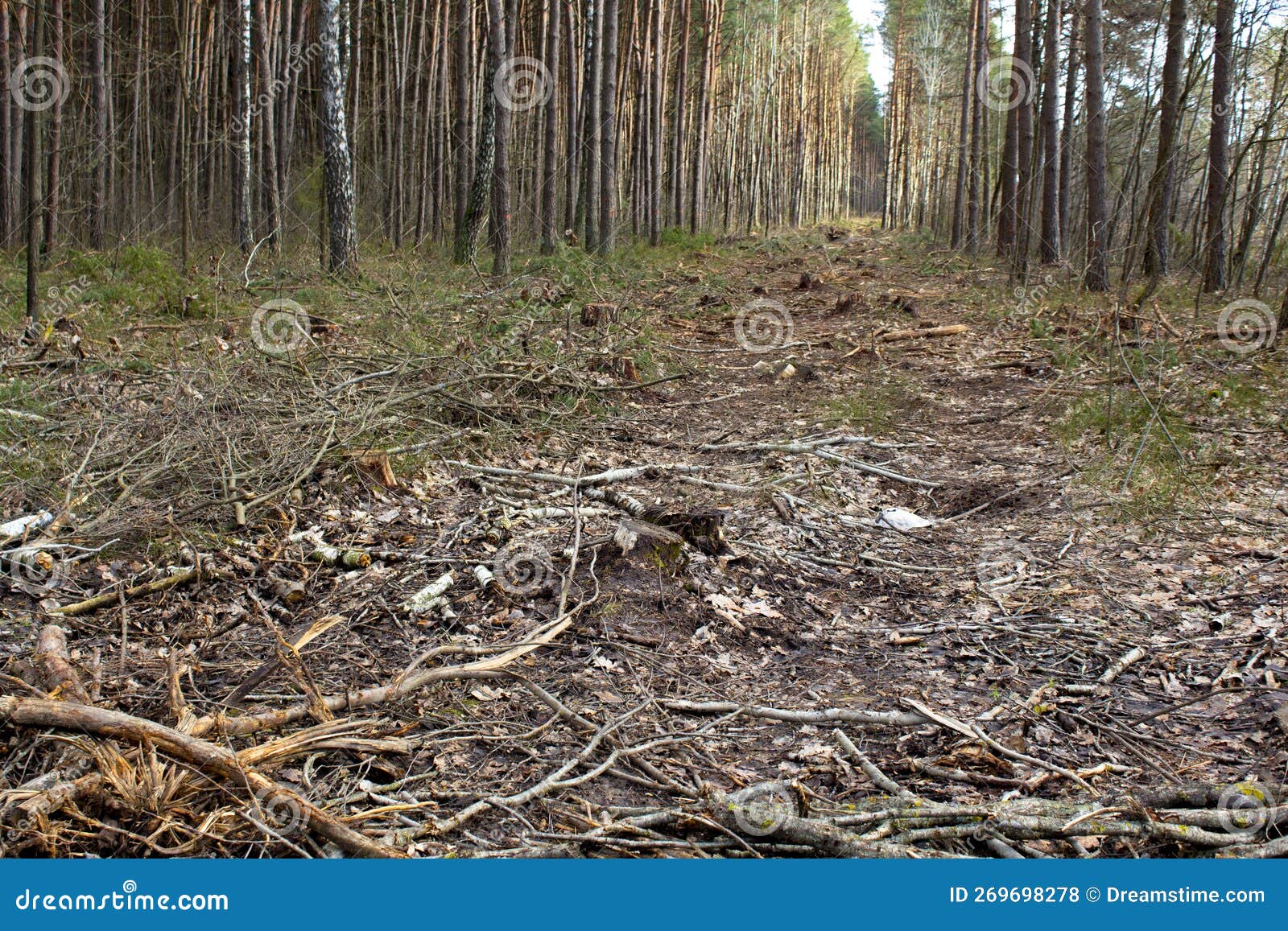 Logging. the Landscape of a Logged Forest. Concept of Ecology ...