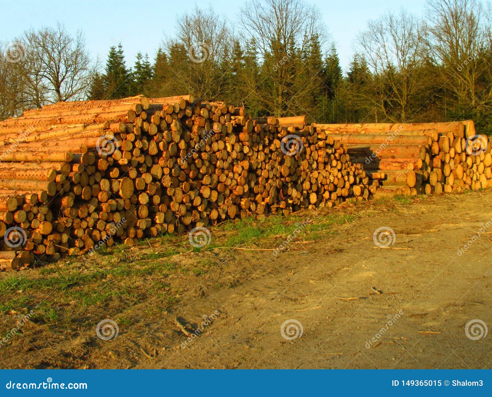 Logging, Large Stacks of Logs. Forest Attacked from Bark Bettle Stock ...