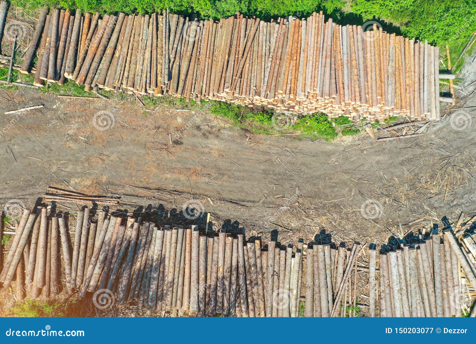 Logging, Log Cabin Trunks of Conifers, Top Aerial View Stock Image ...