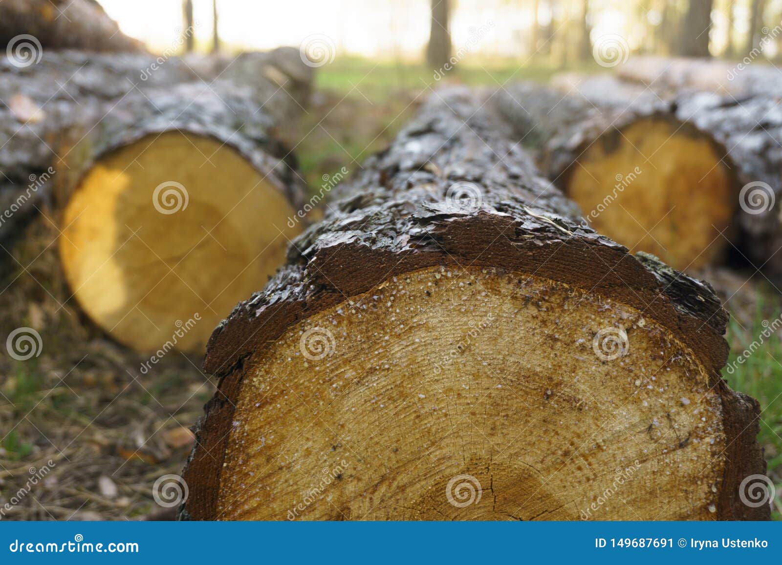 Logging, a Lot of Logs Lying on the Ground in the Forest. Cutting Down ...