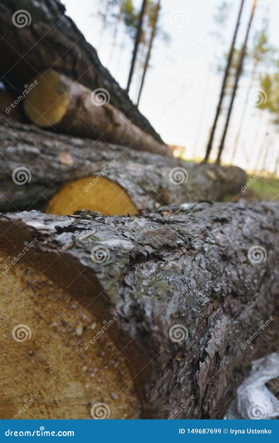 Logging, a Lot of Logs Lying on the Ground in the Forest. Cutting Down ...