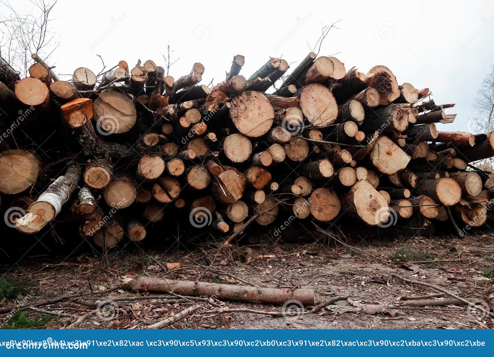 Logging, a Lot of Logs Lying on the Ground in the Forest. Cutting Down ...