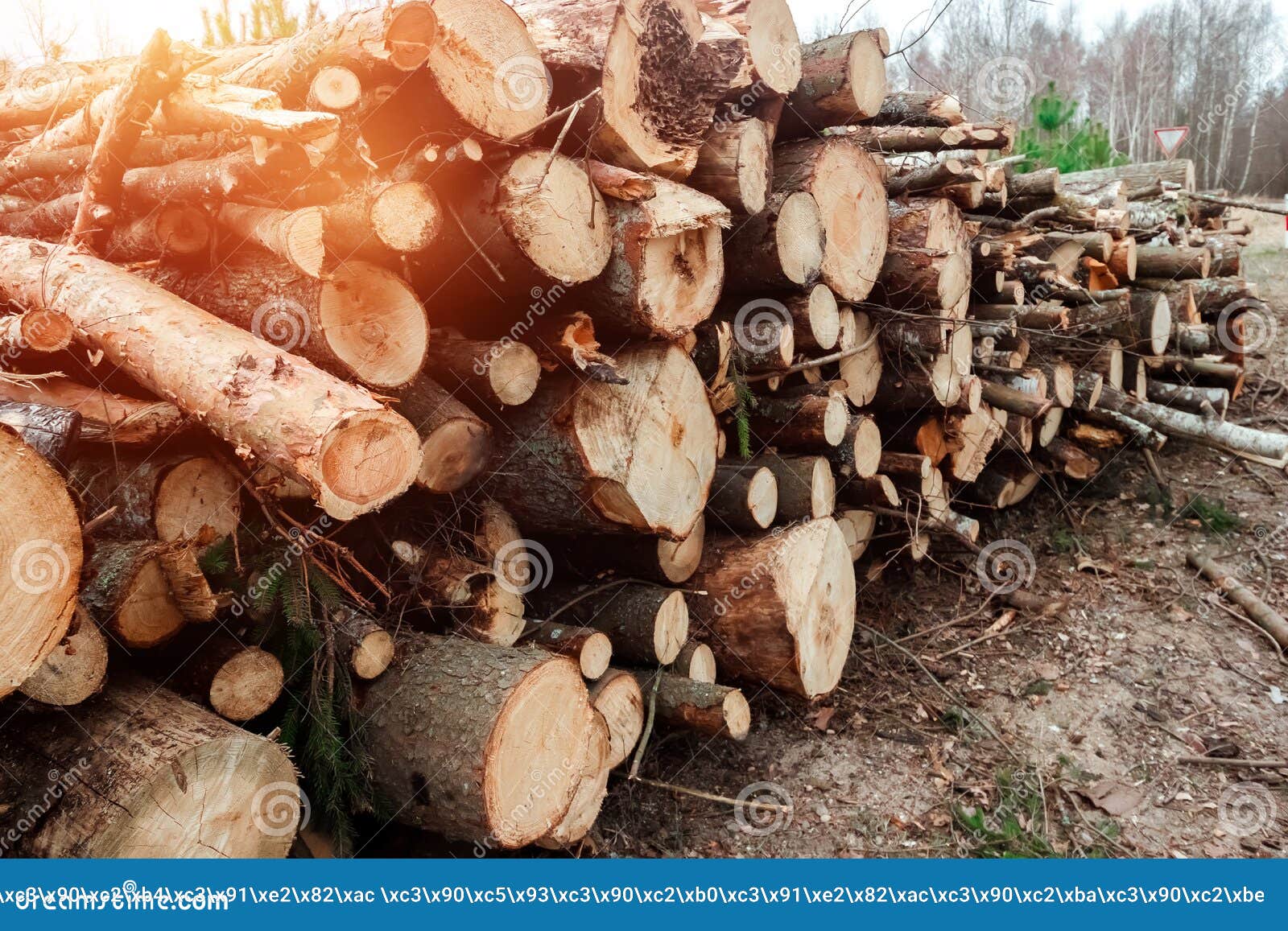 Logging, a Lot of Logs Lying on the Ground in the Forest. Cutting Down ...
