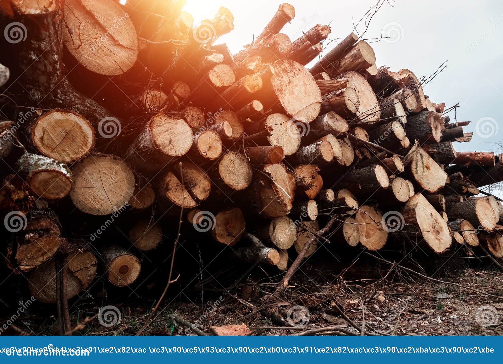 Logging, a Lot of Logs Lying on the Ground in the Forest. Cutting Down ...