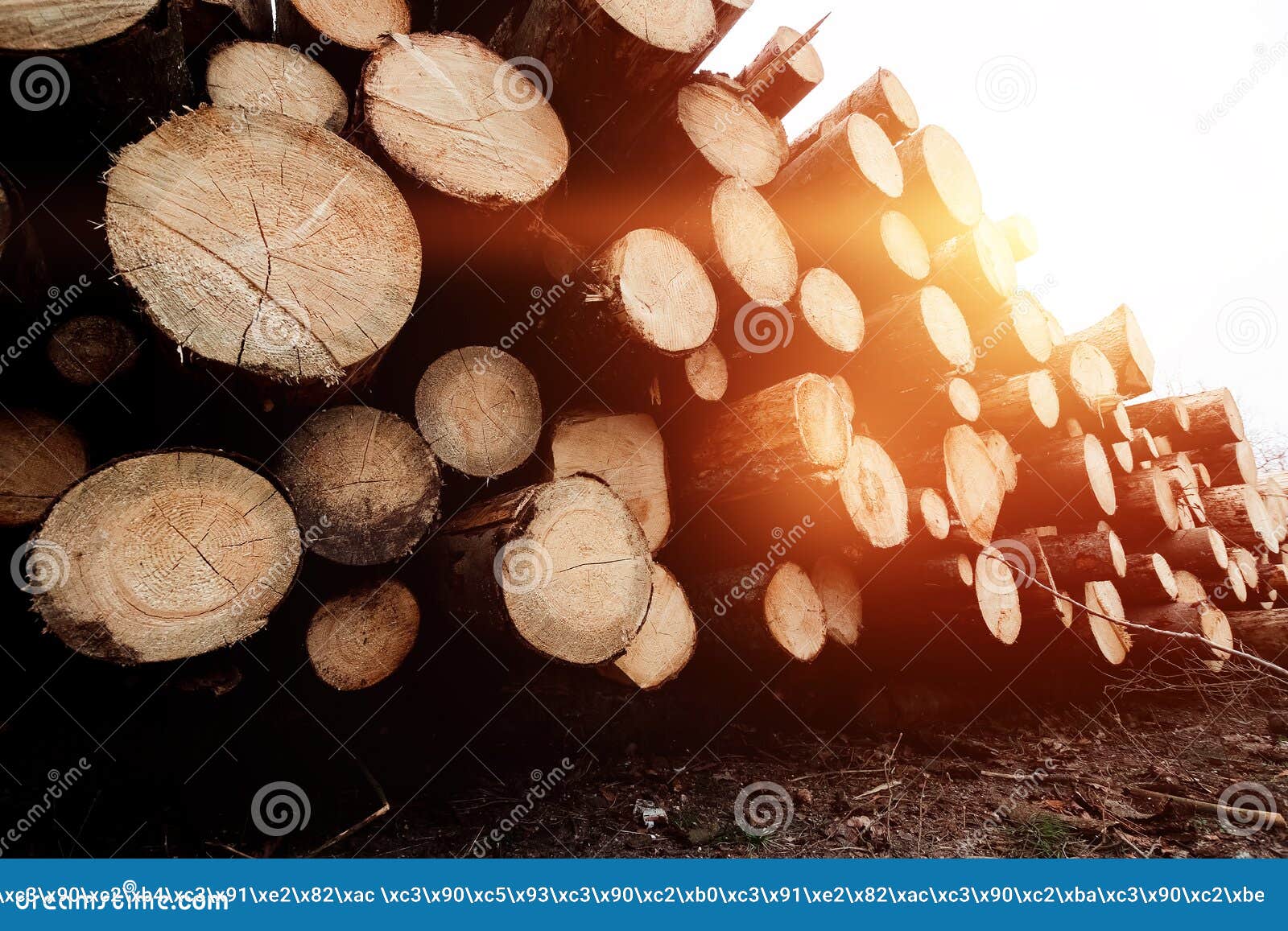Logging, a Lot of Logs Lying on the Ground in the Forest. Cutting Down ...