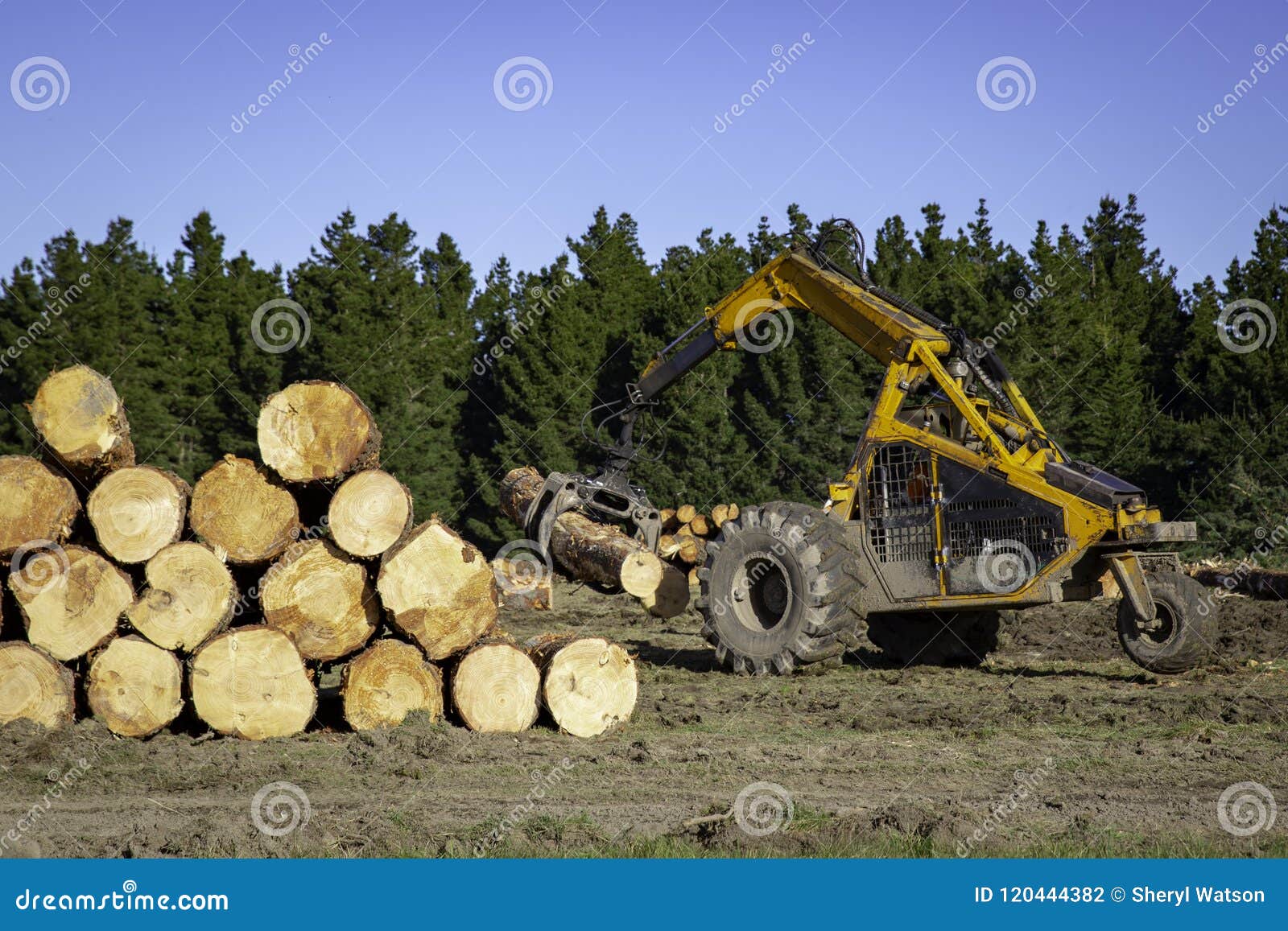 Logging Machinery at Work Stacking Logs Stock Photo - Image of pine ...