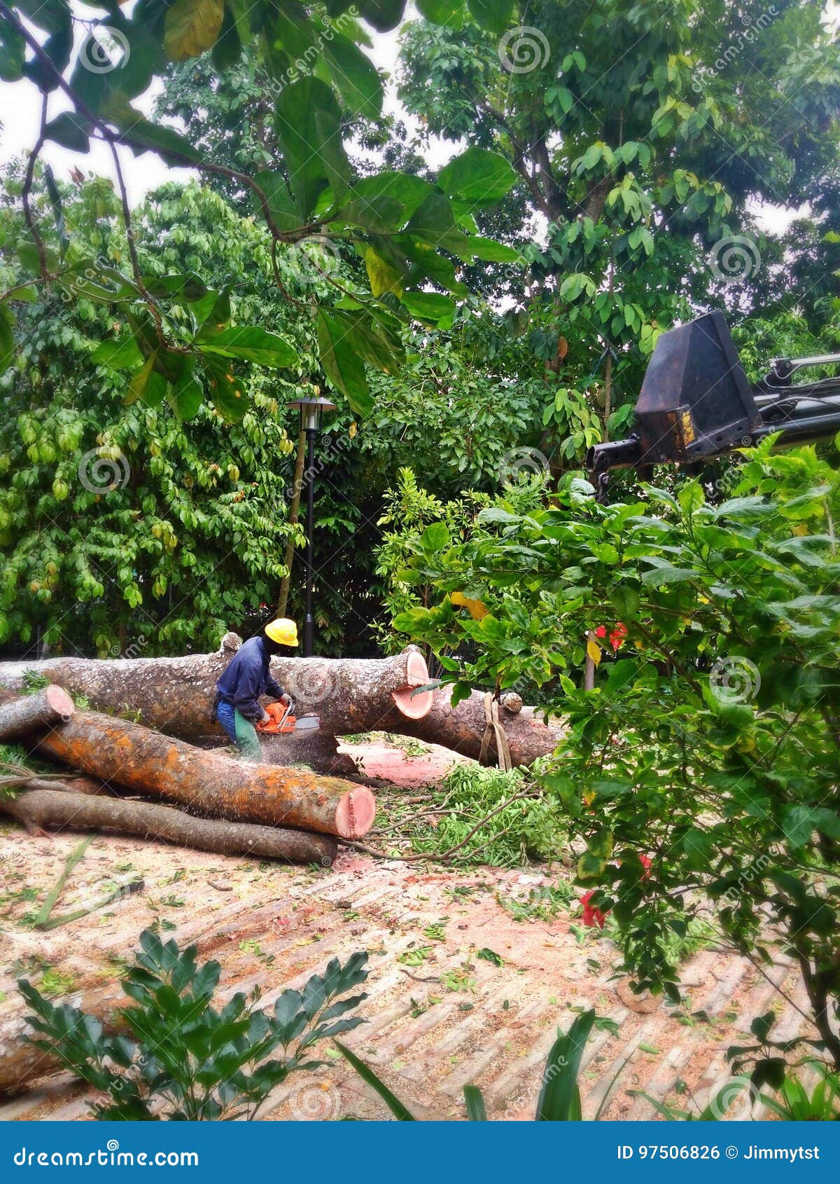 Logging editorial photo. Image of cutting, helmet, heavy - 97506826