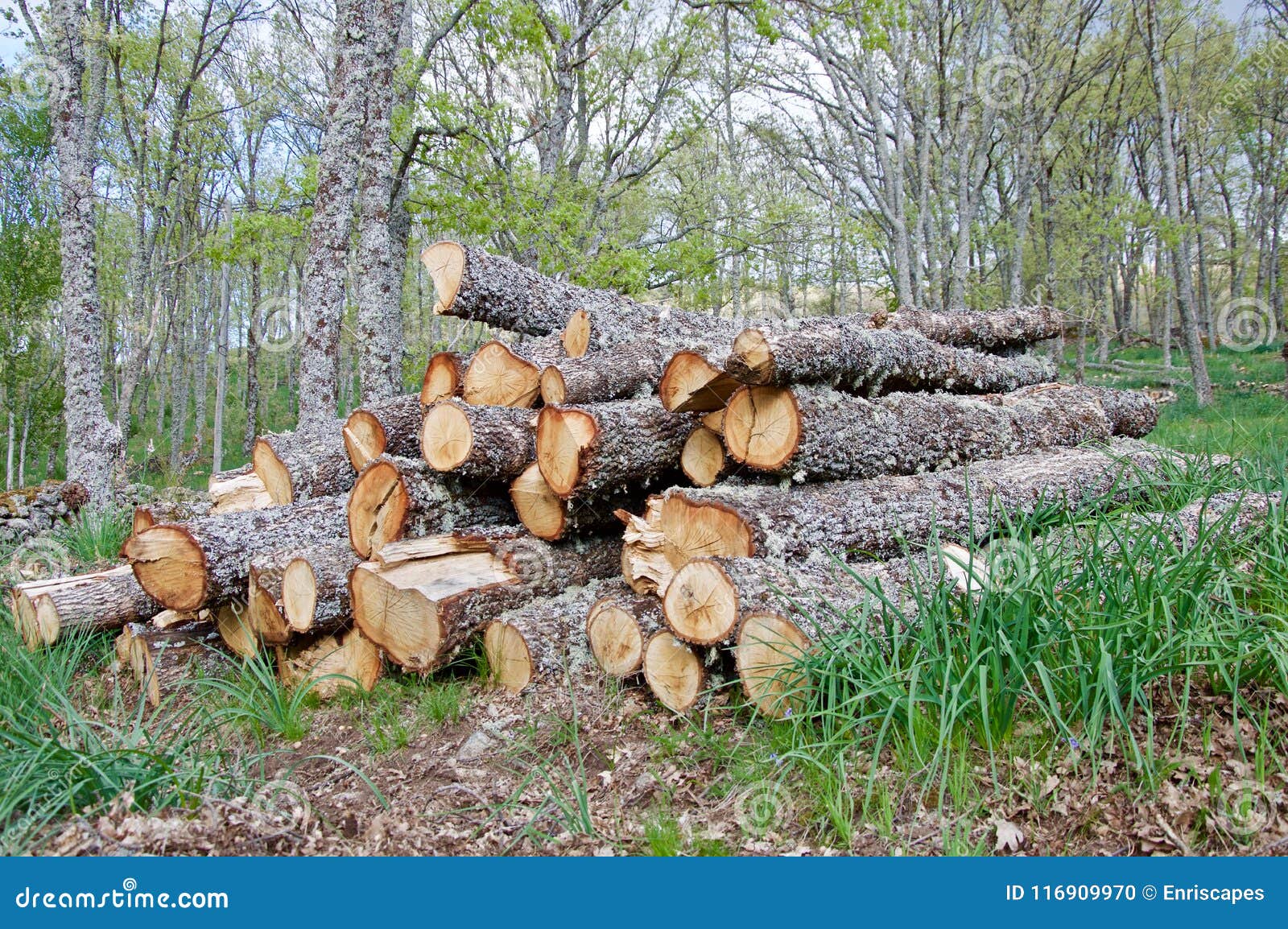 Logging of Oaks in the Forest Stock Photo - Image of spring, outdoor ...