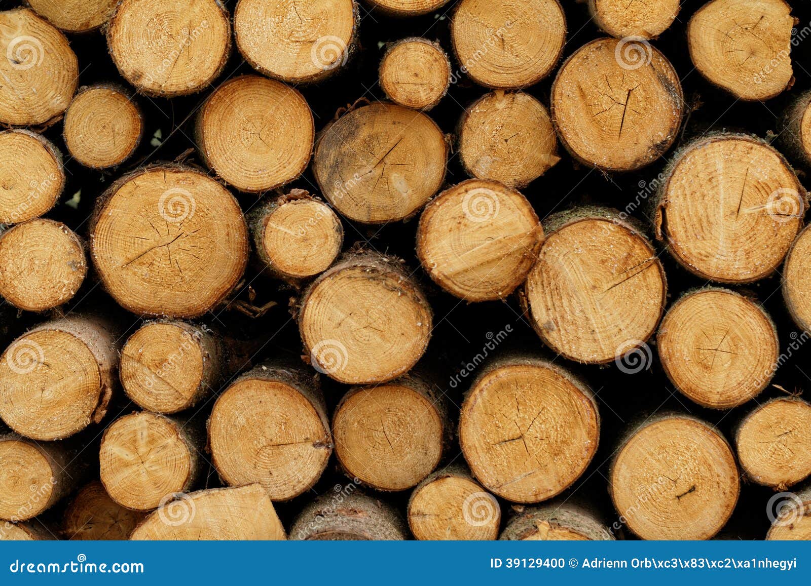 Logging stock photo. Image of plant, sawn, natural, background - 39129400