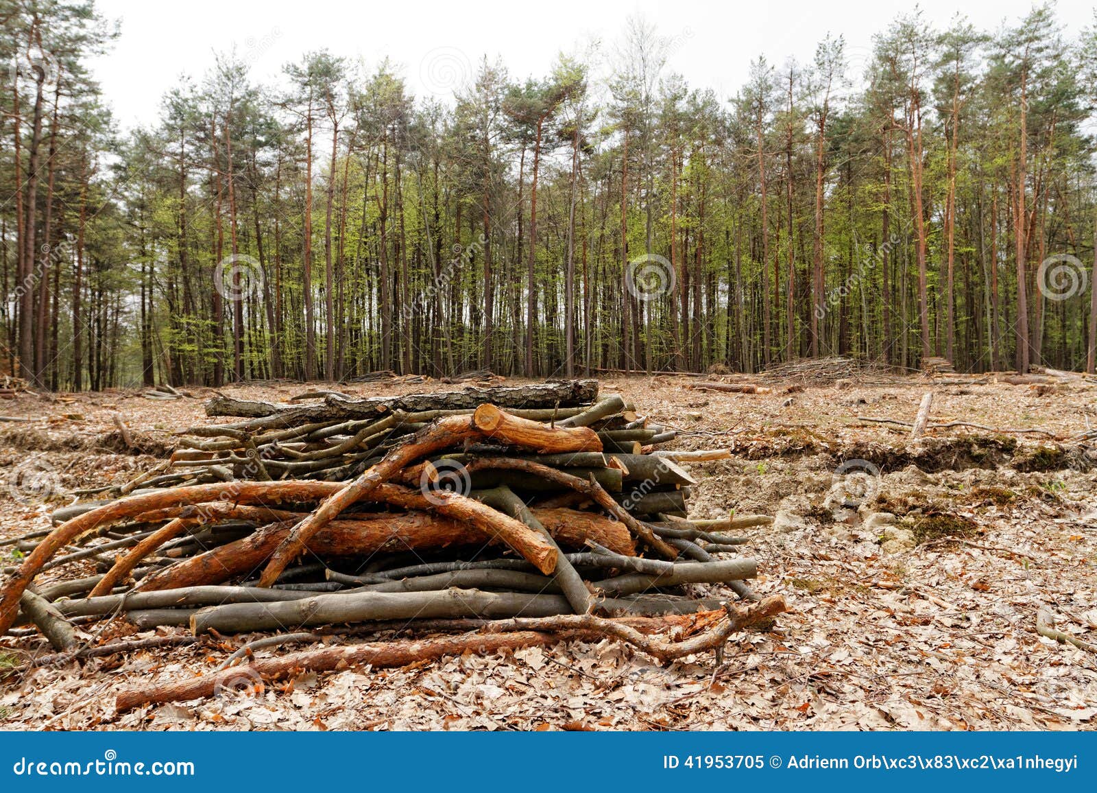 Logging stock image. Image of environment, logging, rough - 41953705
