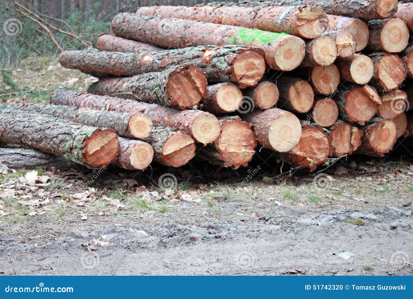 Logging pine log piles stock photo. Image of aline, north - 51742320