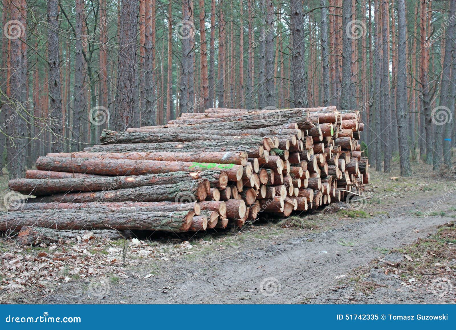 Logging pine log piles stock image. Image of colours - 51742335