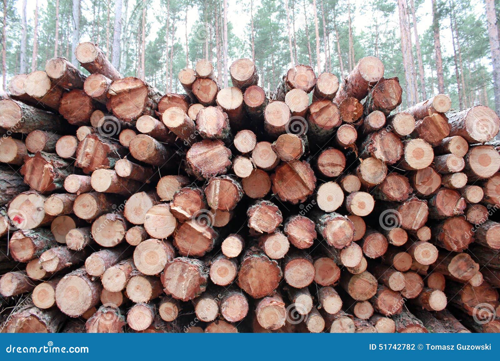 Logging pine log piles stock photo. Image of brush, loneliness - 51742782
