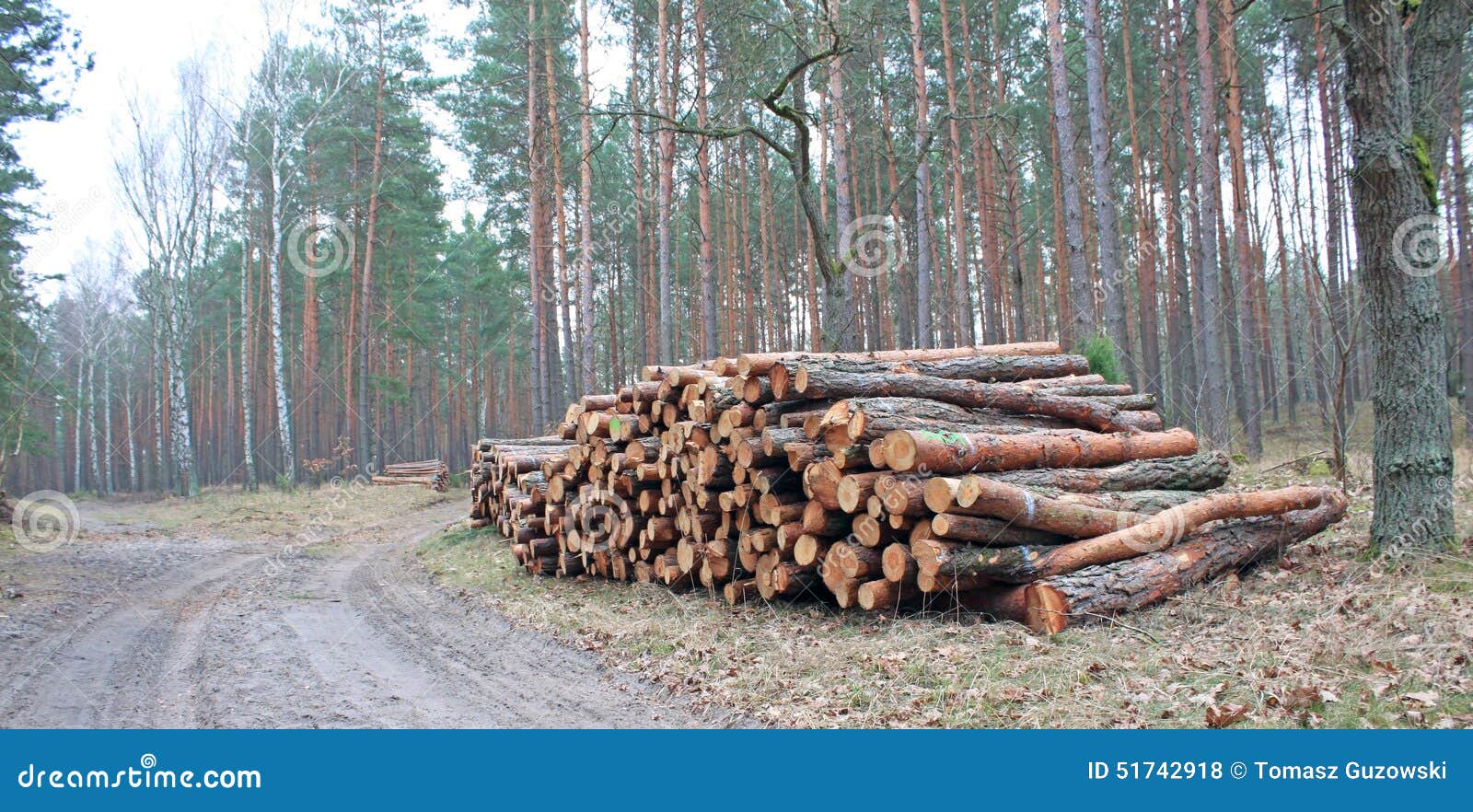 Logging pine log piles stock photo. Image of lane, ages - 51742918