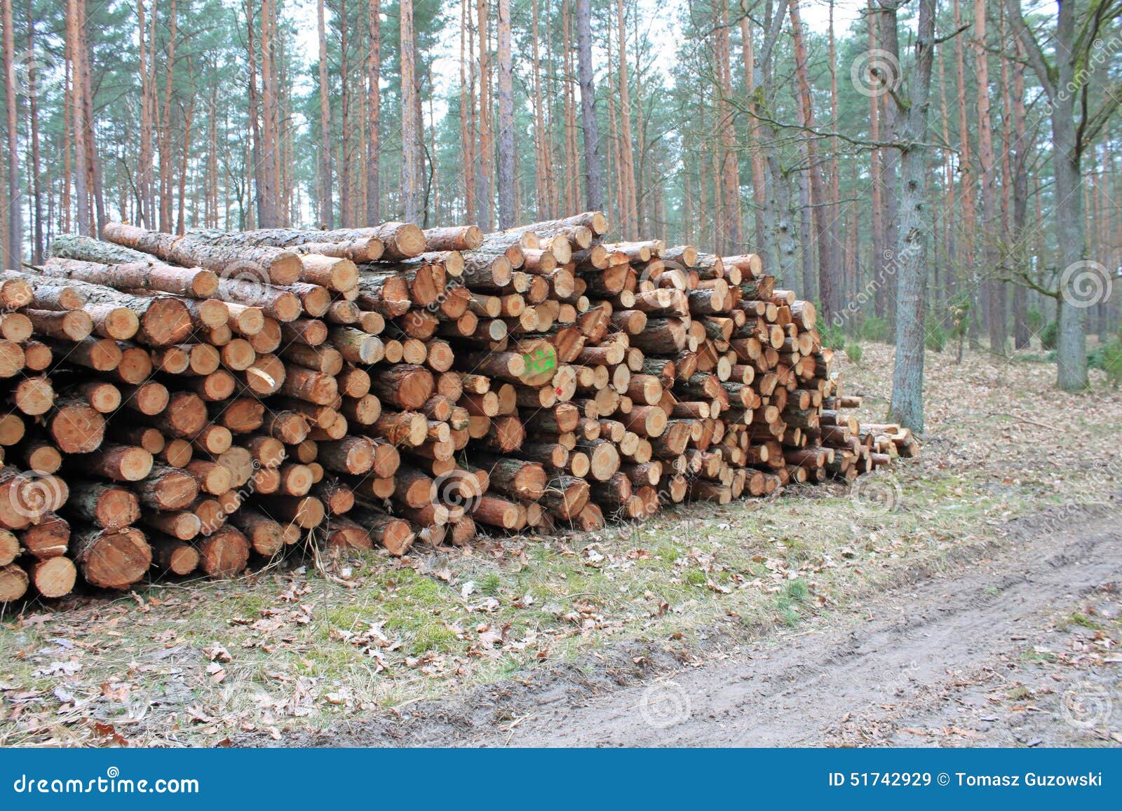 Logging pine log piles stock image. Image of ages, autumn - 51742929