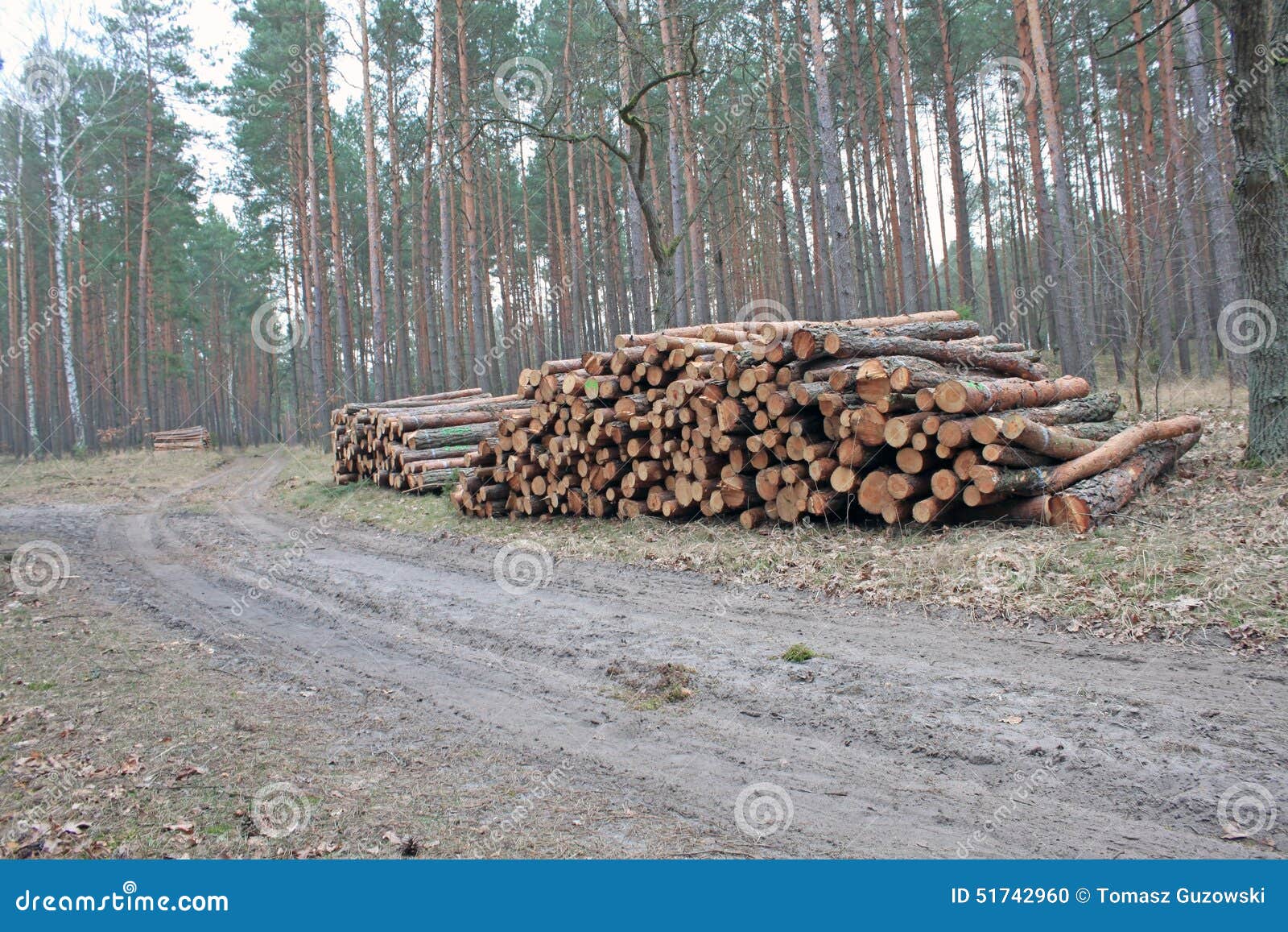 Logging pine log piles stock photo. Image of clear, colored - 51742960