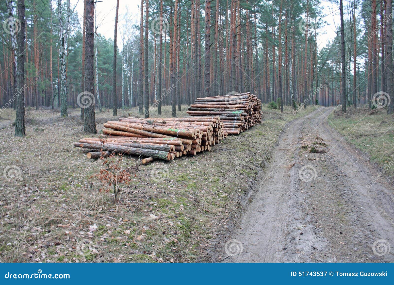 Logging pine log piles stock image. Image of dead, autumn - 51743537