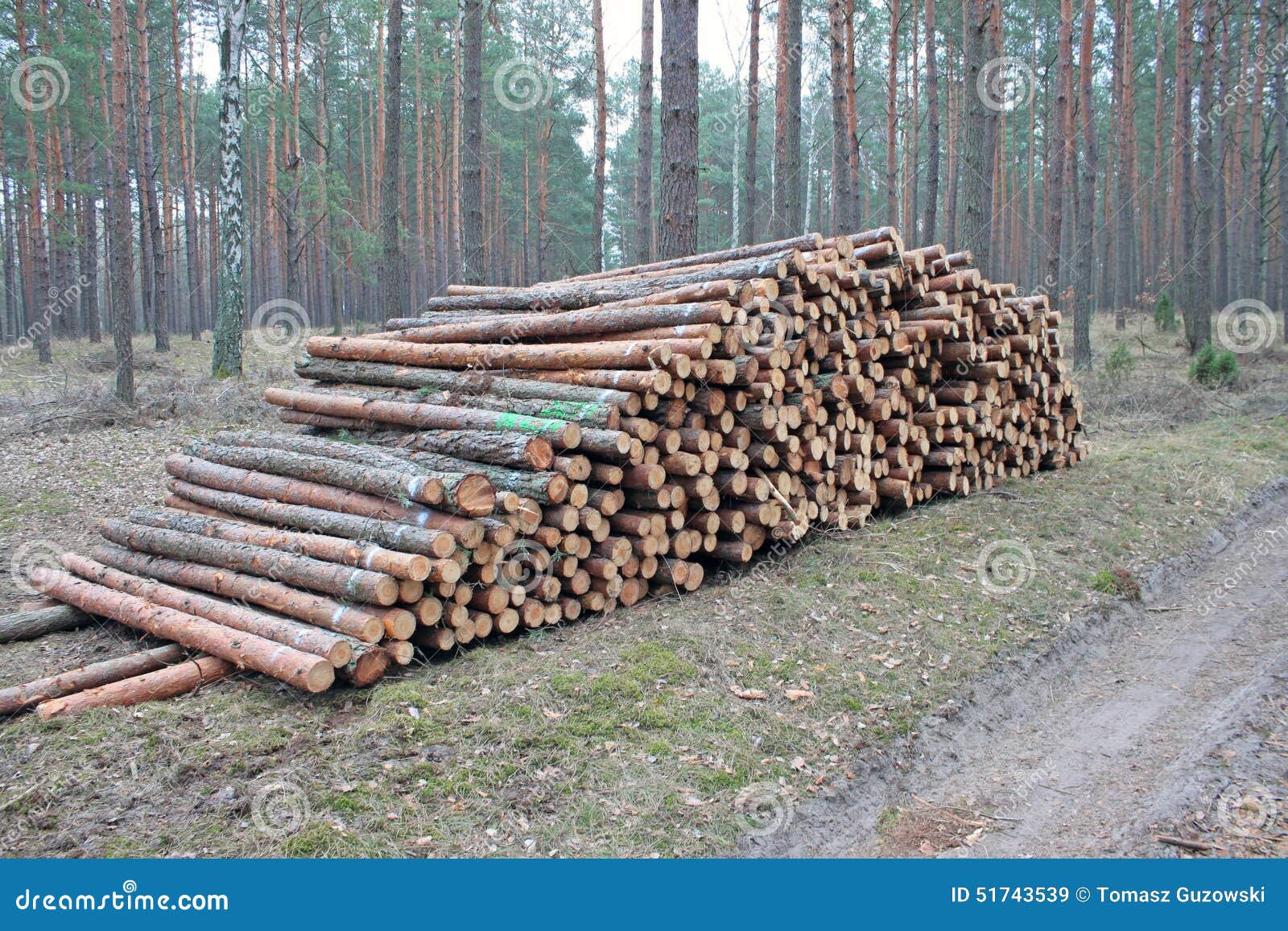 Logging pine log piles stock image. Image of logs, colours - 51743539