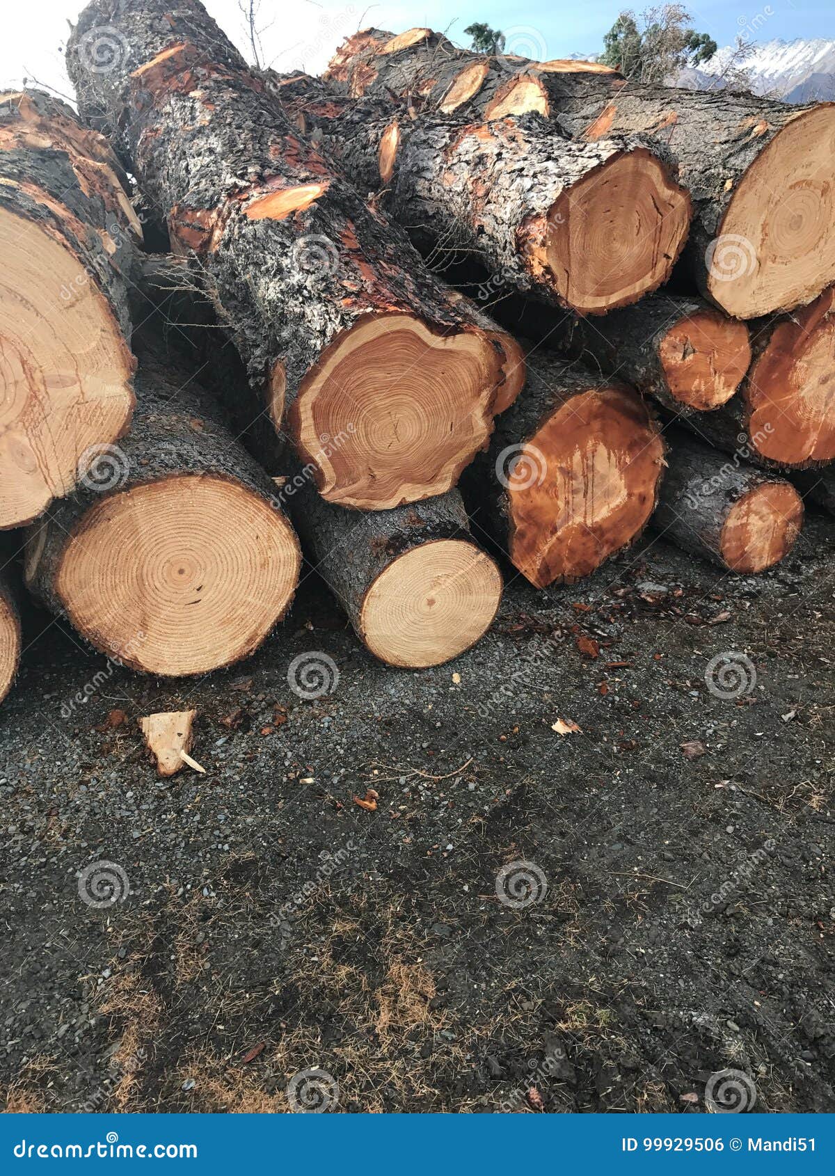Logging stock photo. Image of dirt, ends, bark, logs - 99929506