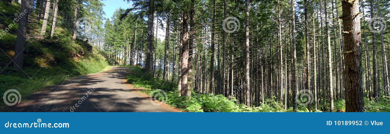 Logging road stock photo. Image of panorama, cliff, panoramic - 10189952