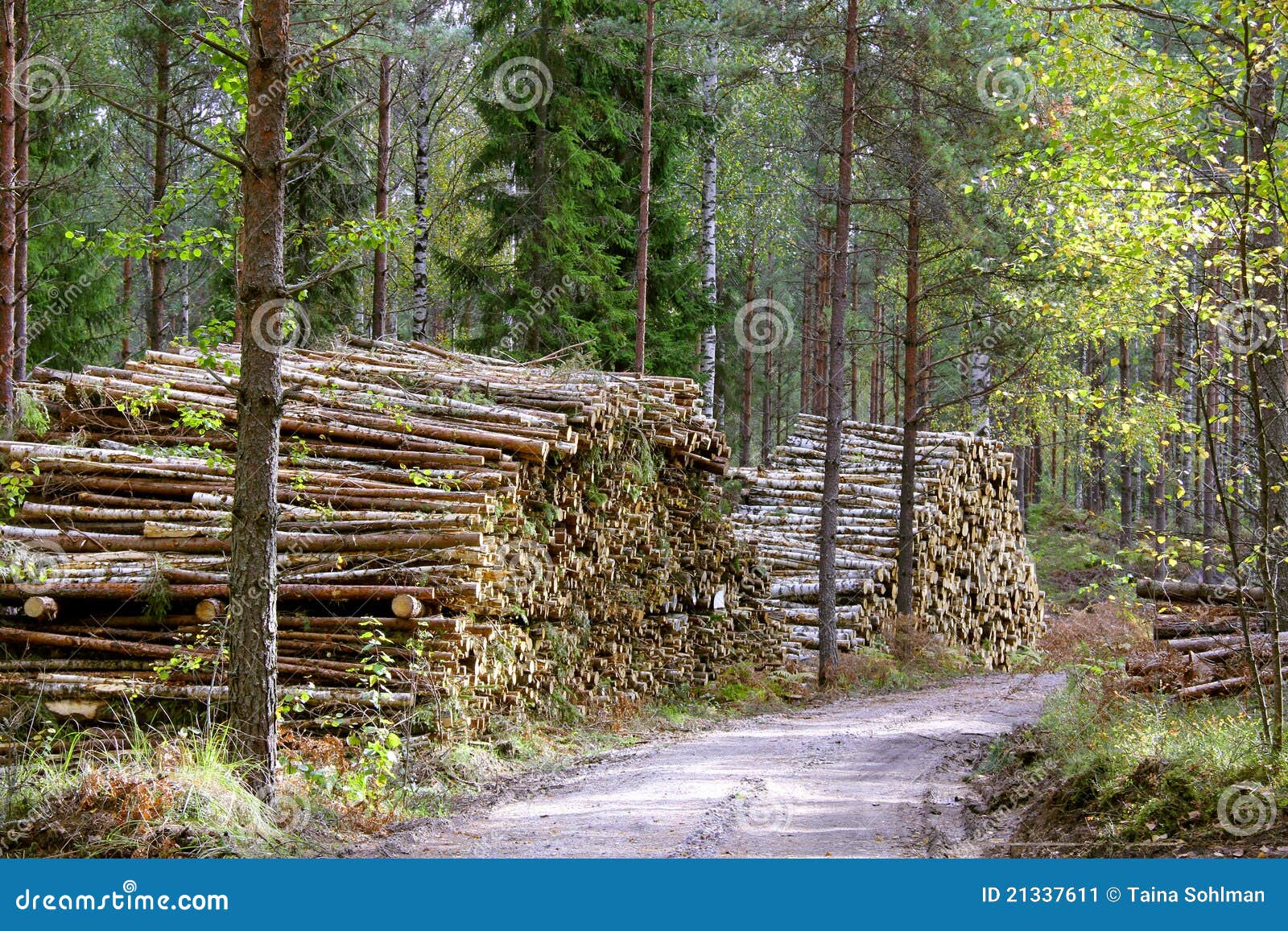 Logging Road stock image. Image of logs, sustainable - 21337611