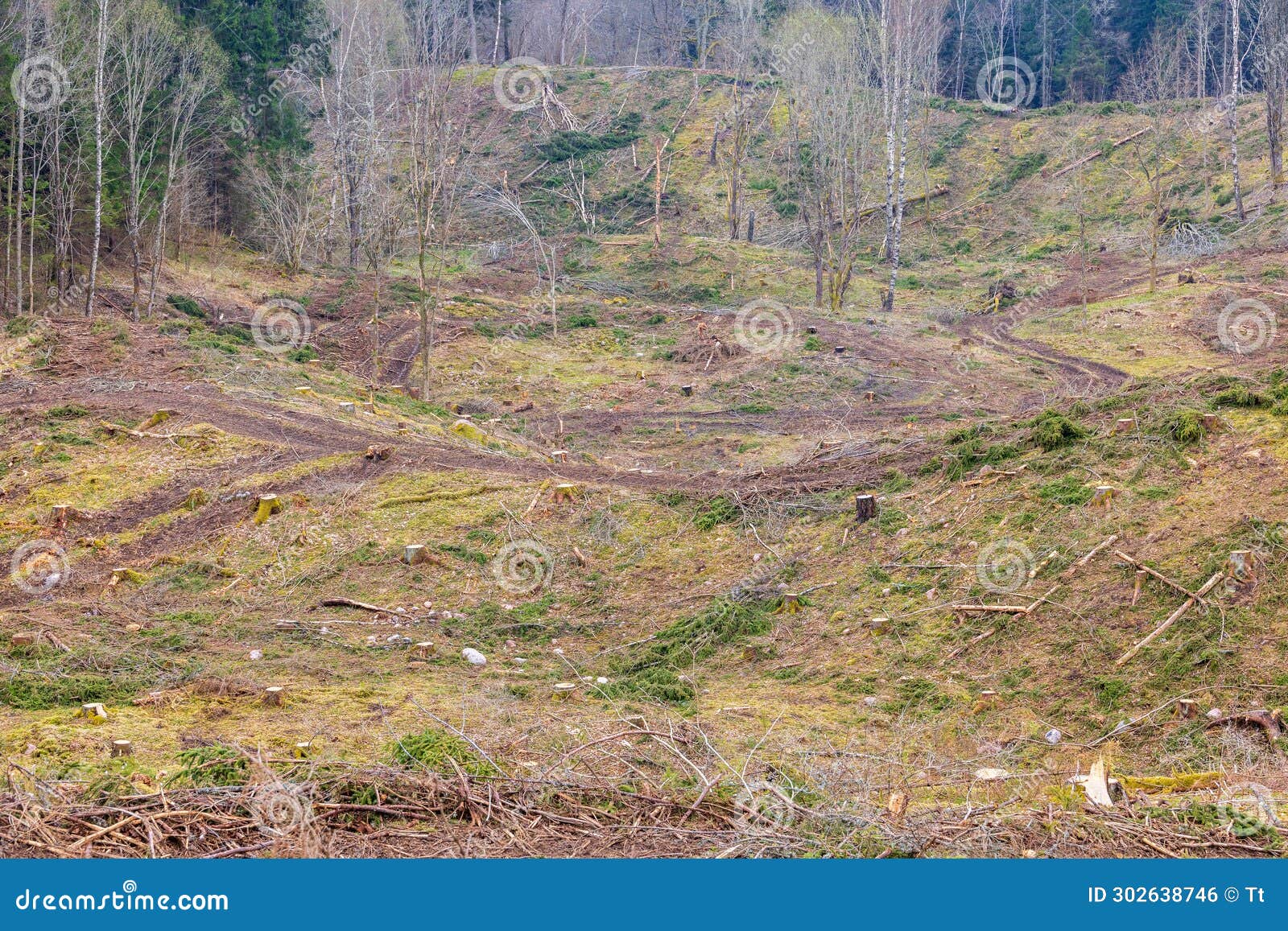 Logging Road on a Clear Cutting Area Stock Photo - Image of scene, tree ...