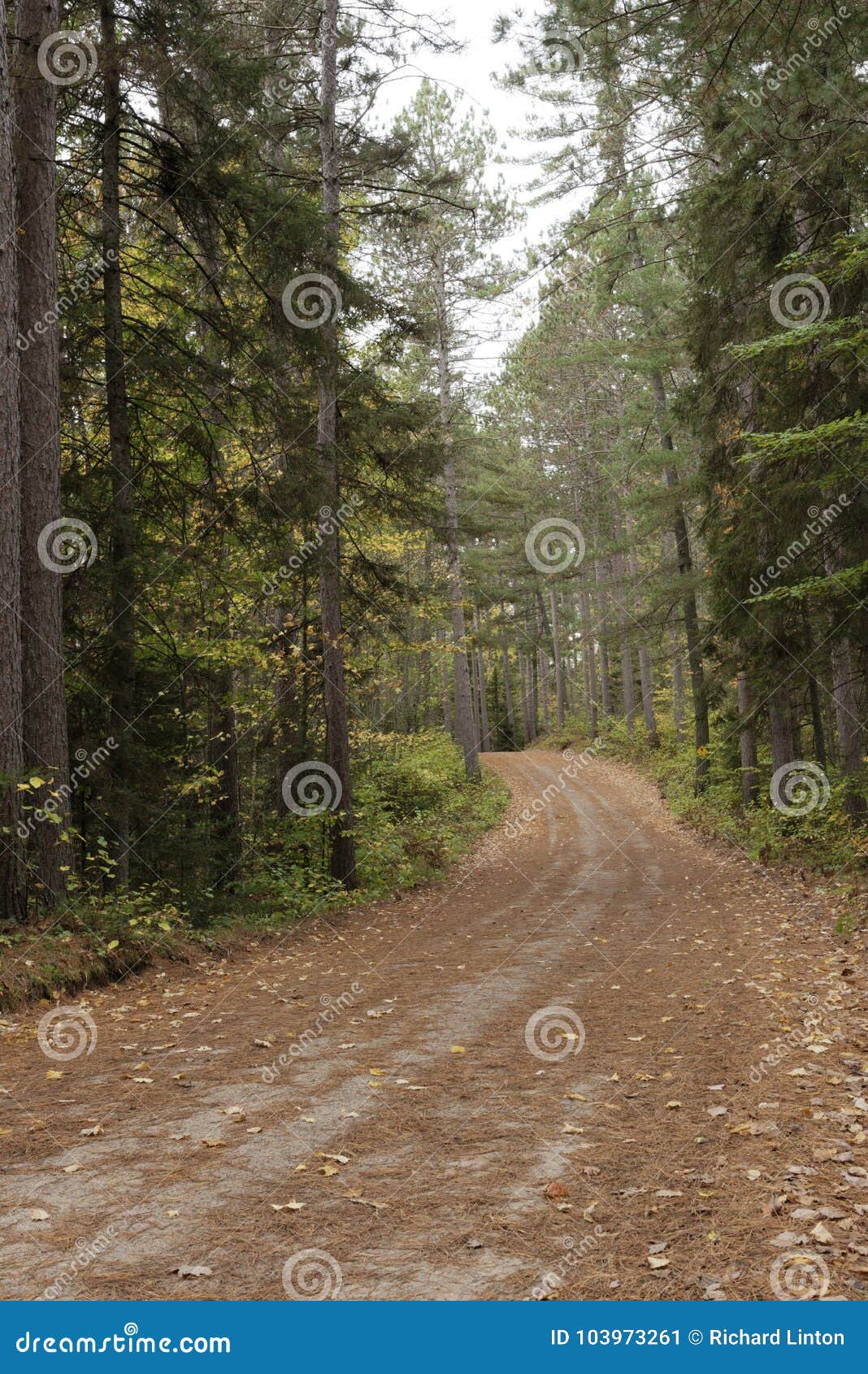 Rural Road in Forest in Northern Wisconsin Stock Image - Image of ...