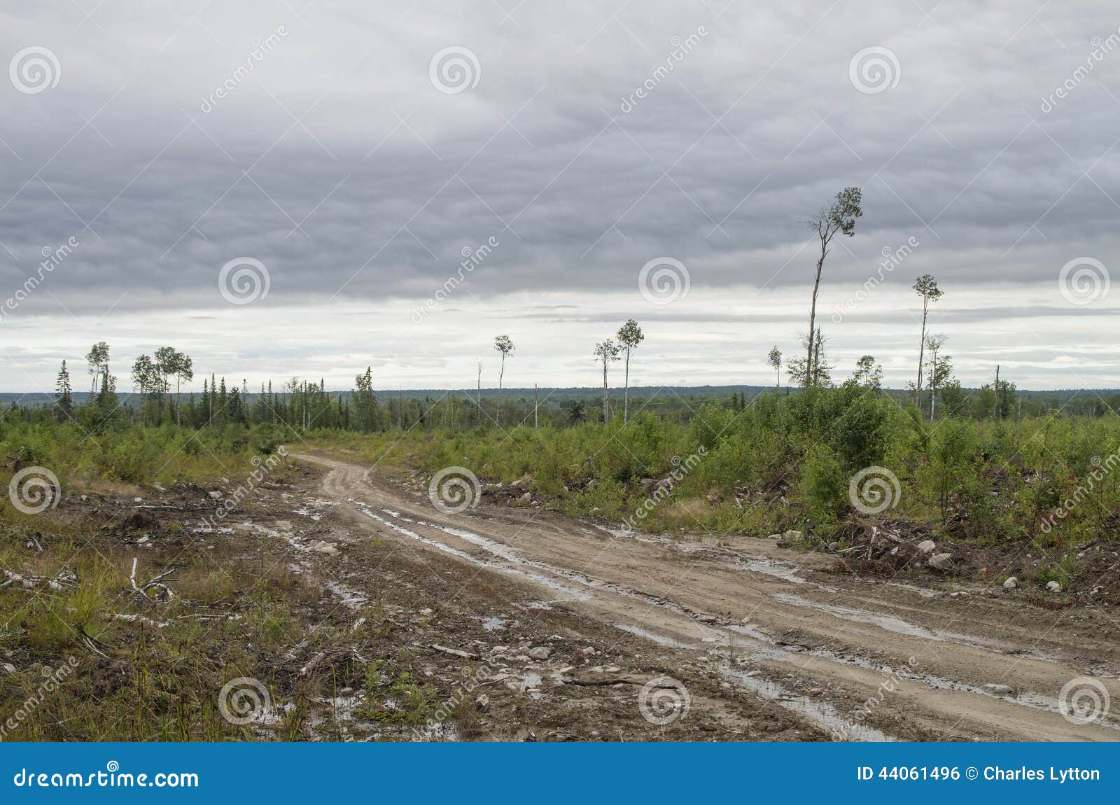 Logging Road stock photo. Image of weather, logging, canada - 44061496