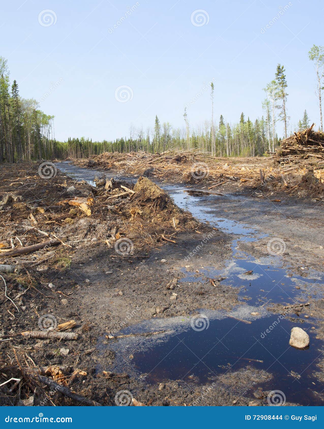 Logging road stock photo. Image of clearing, road, beige - 72908444