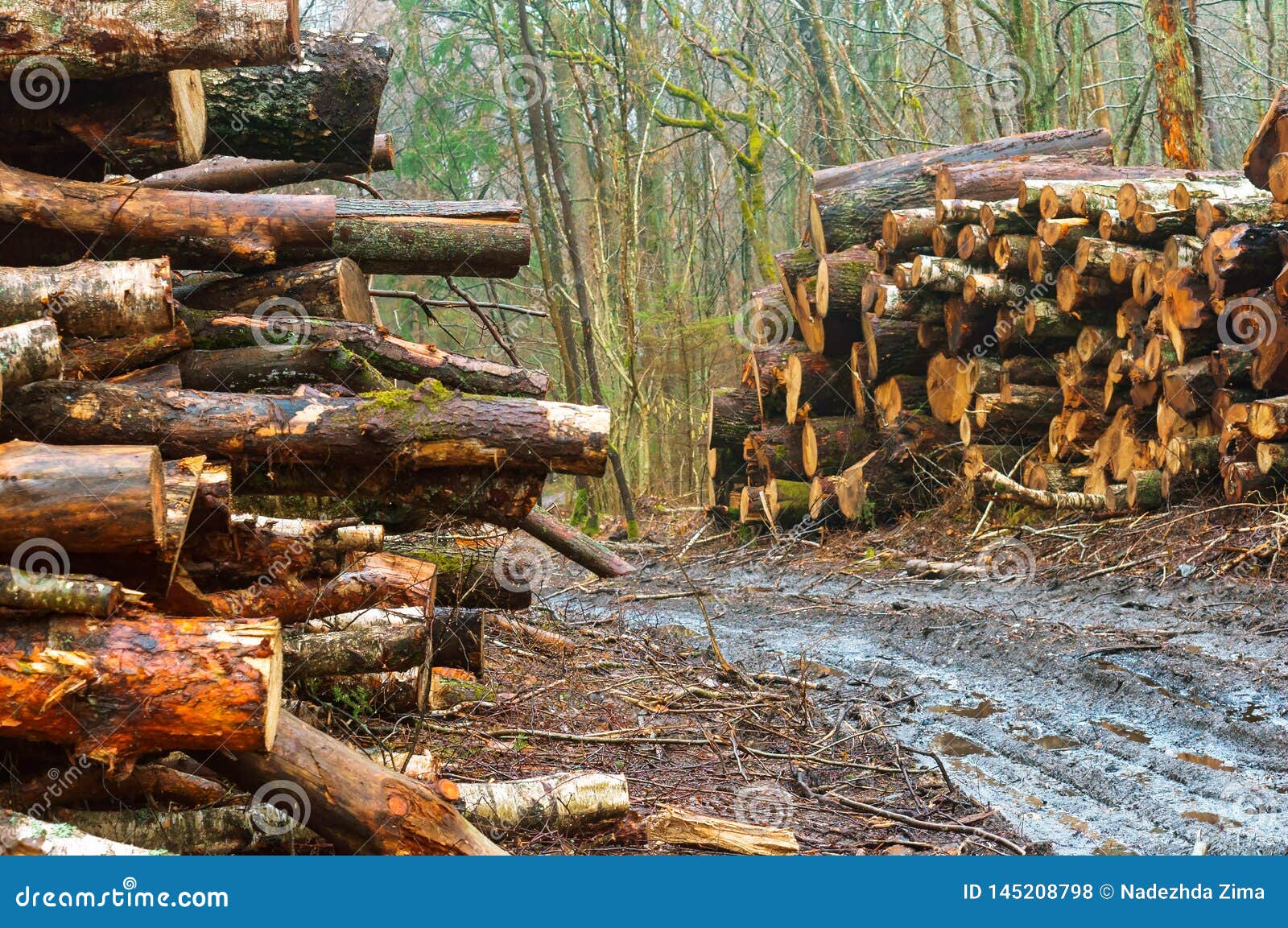 Logging on the Roadsides, Felled Trees in the Forest Stock Photo ...