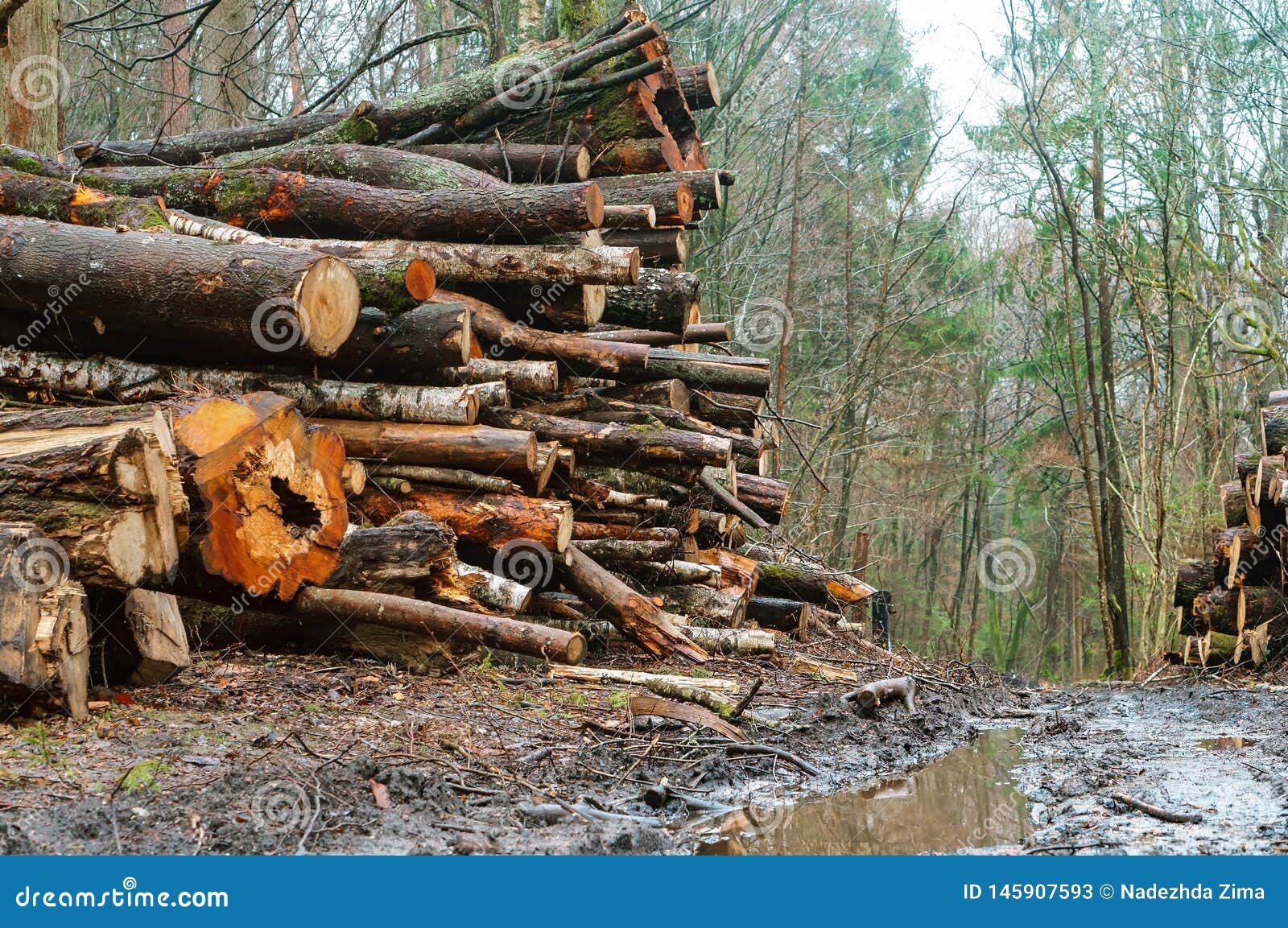 Logging on the Roadsides, Felled Trees in the Forest Stock Image ...