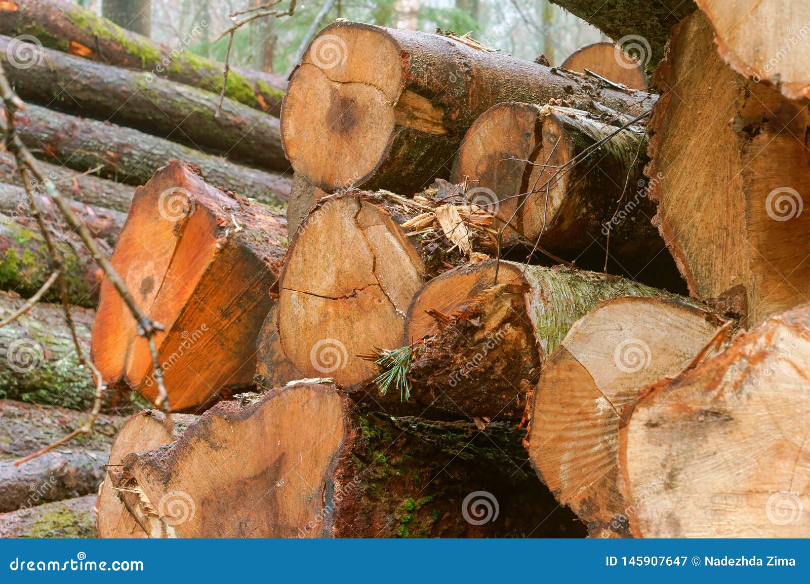 Logging on the Roadsides, Felled Trees in the Forest Stock Image ...