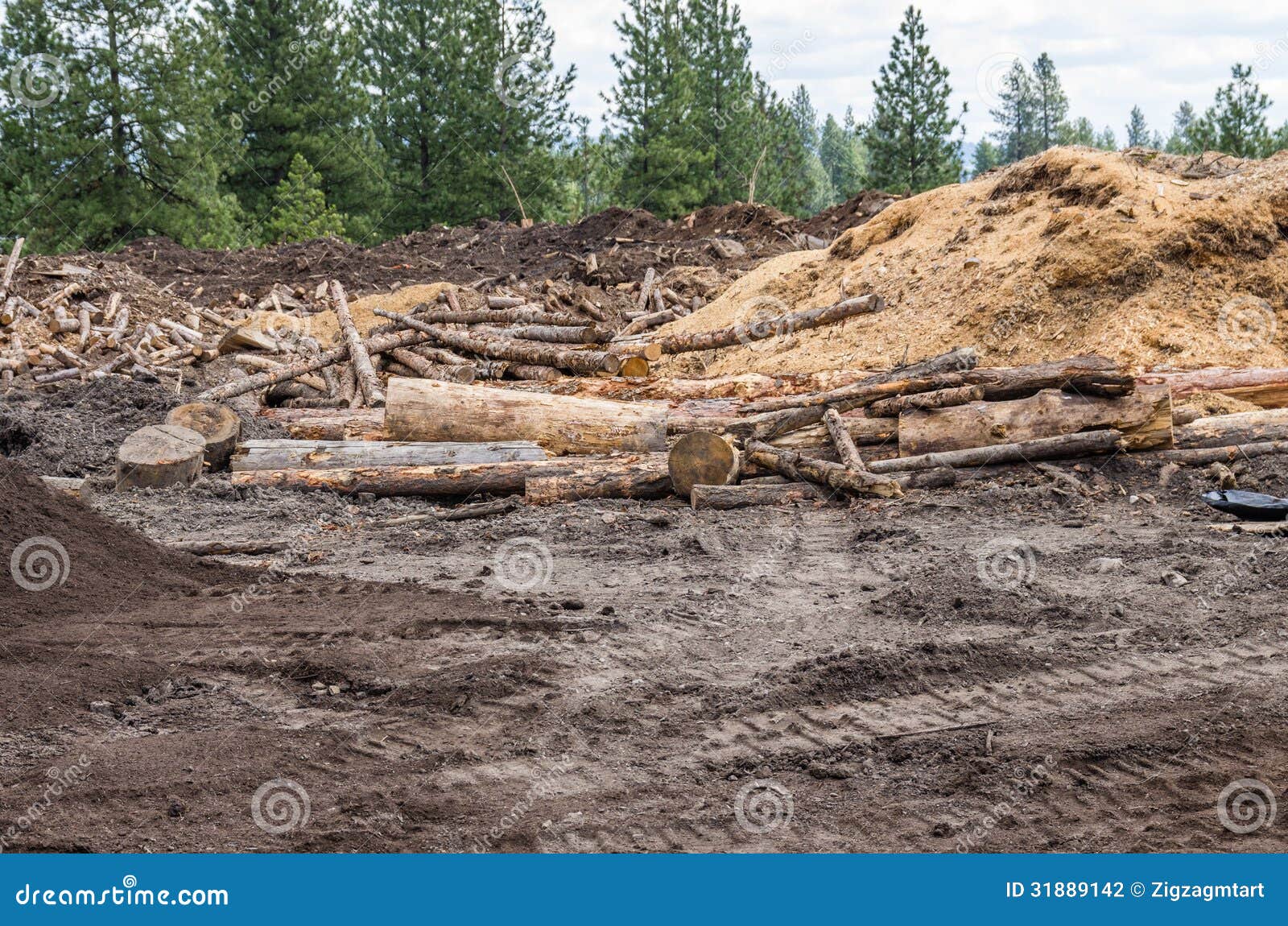 Logging Site in the Forest with Logs Stock Photo - Image of forest ...