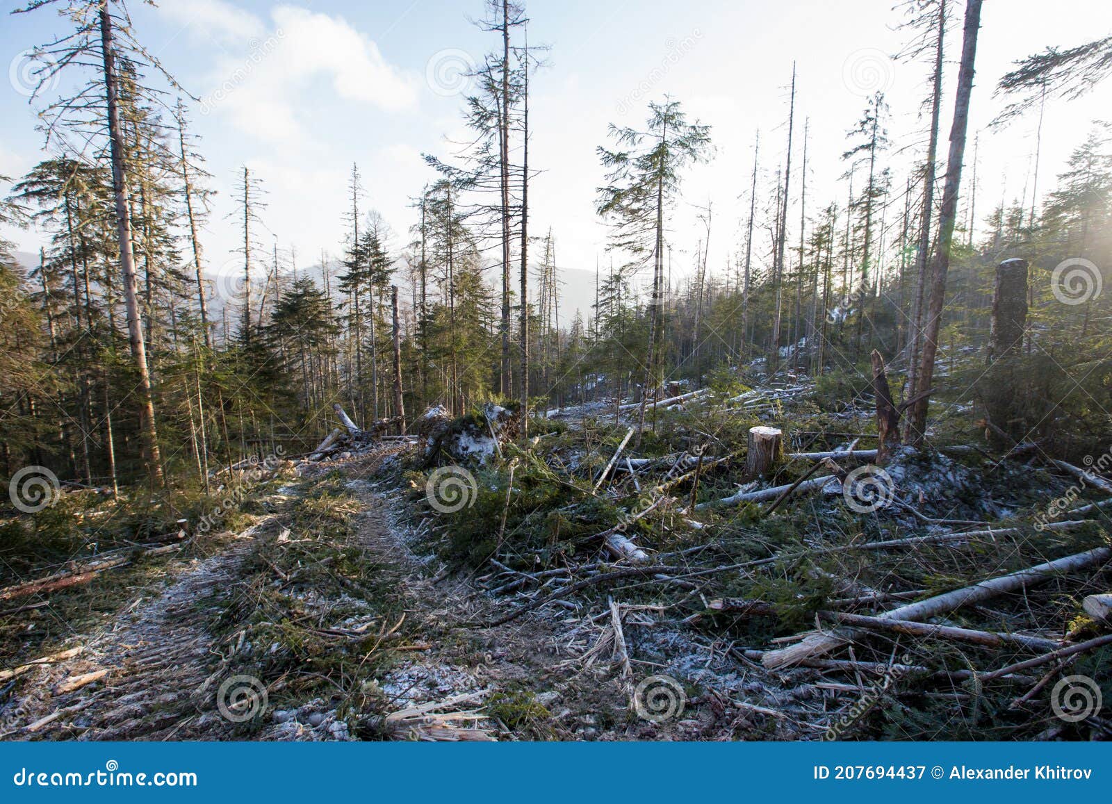Logging Site in the Winter Taiga. Steep Slope of a Cleared Area in a ...