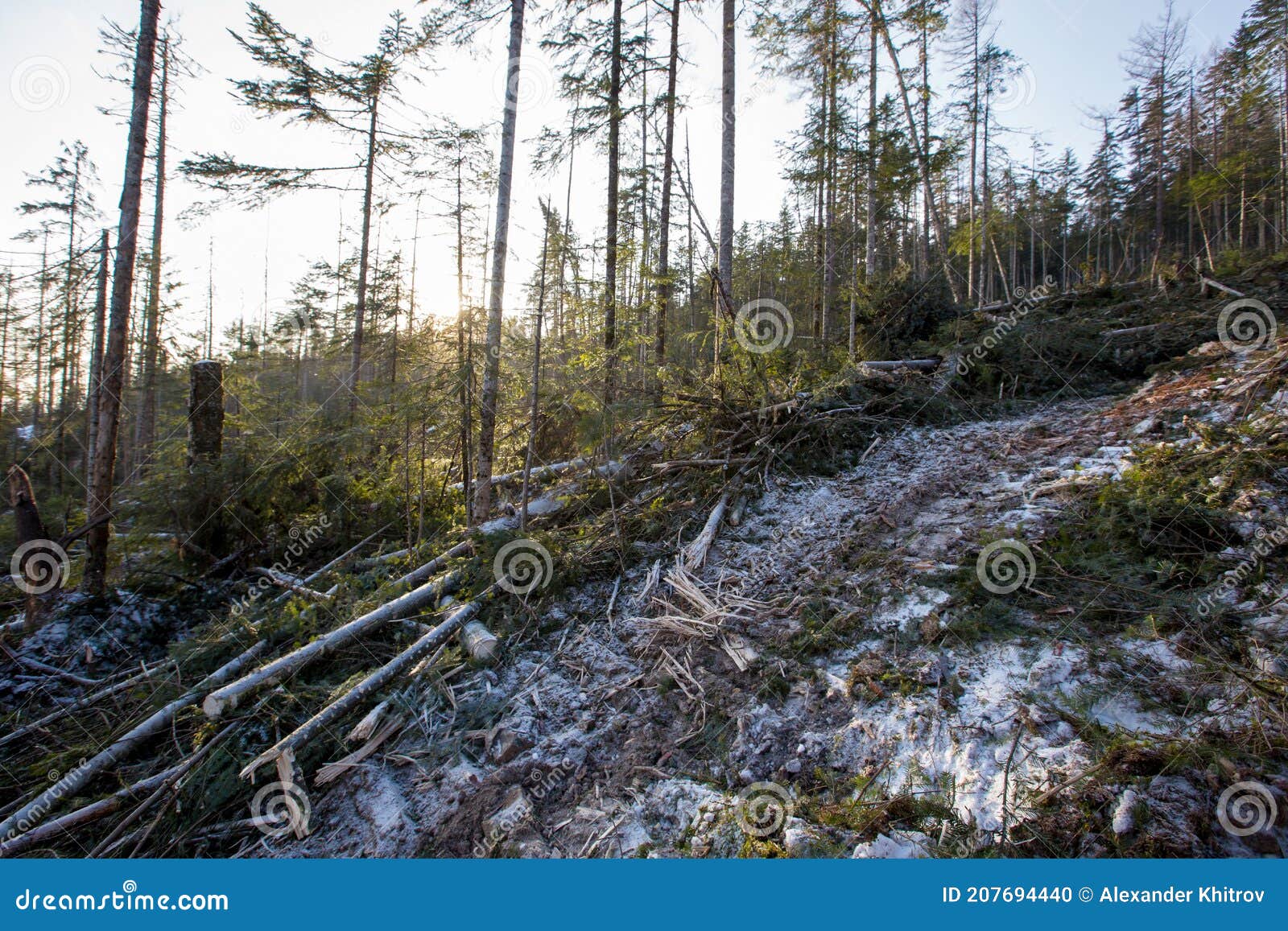 Logging Site in the Winter Taiga. Steep Slope of a Cleared Area in a ...