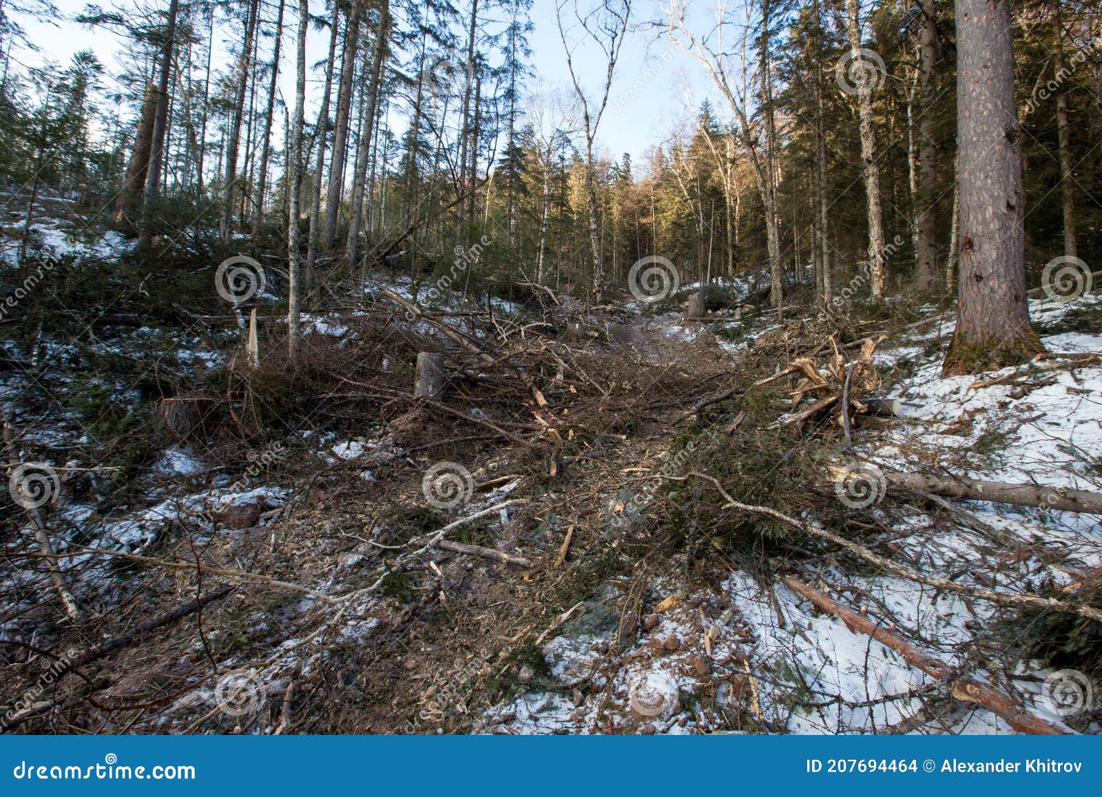 Logging Site in the Winter Taiga. Steep Slope of a Cleared Area in a ...