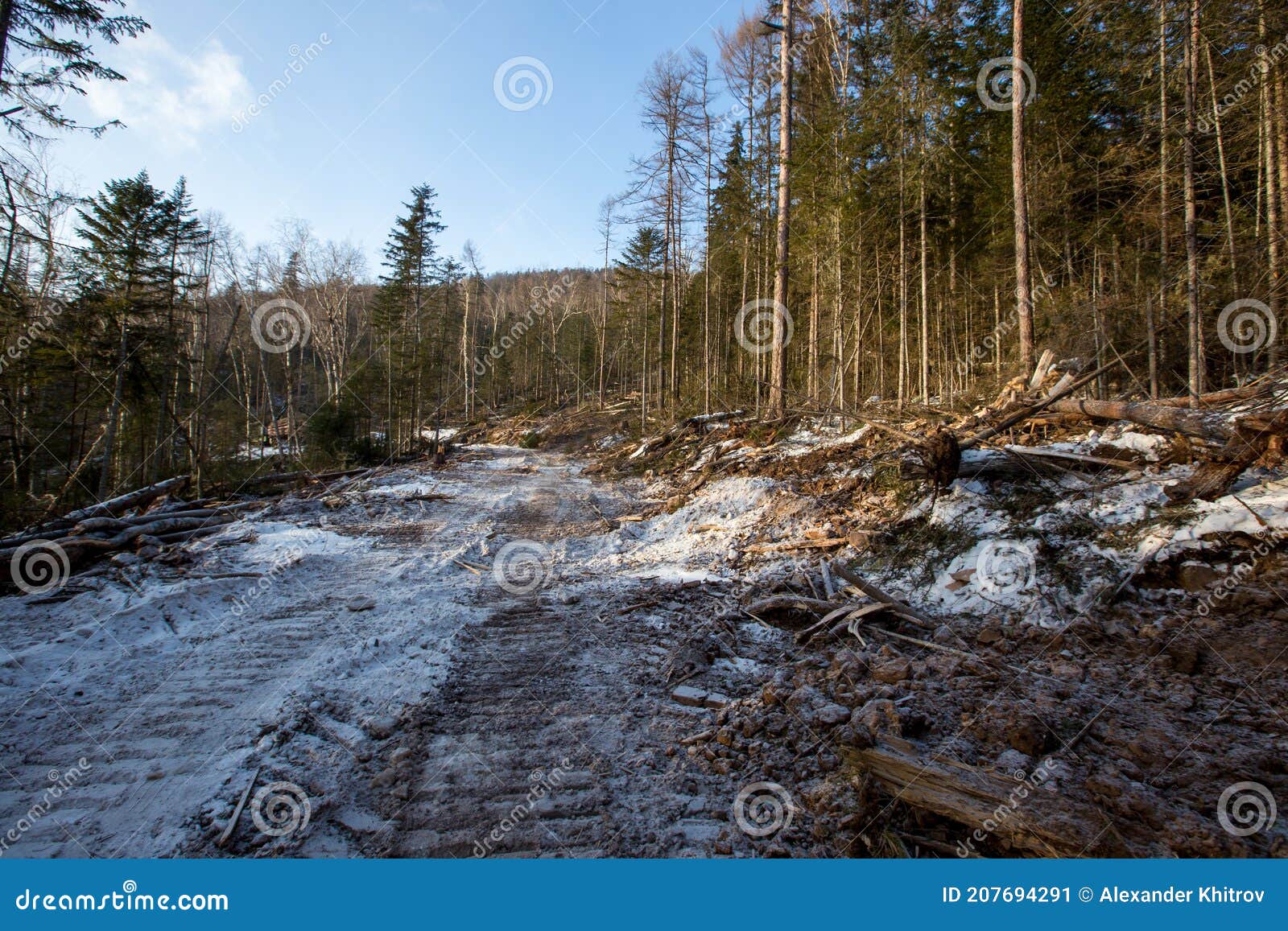 Logging Site in the Winter Taiga. Timber Road at the Logging Site Stock ...