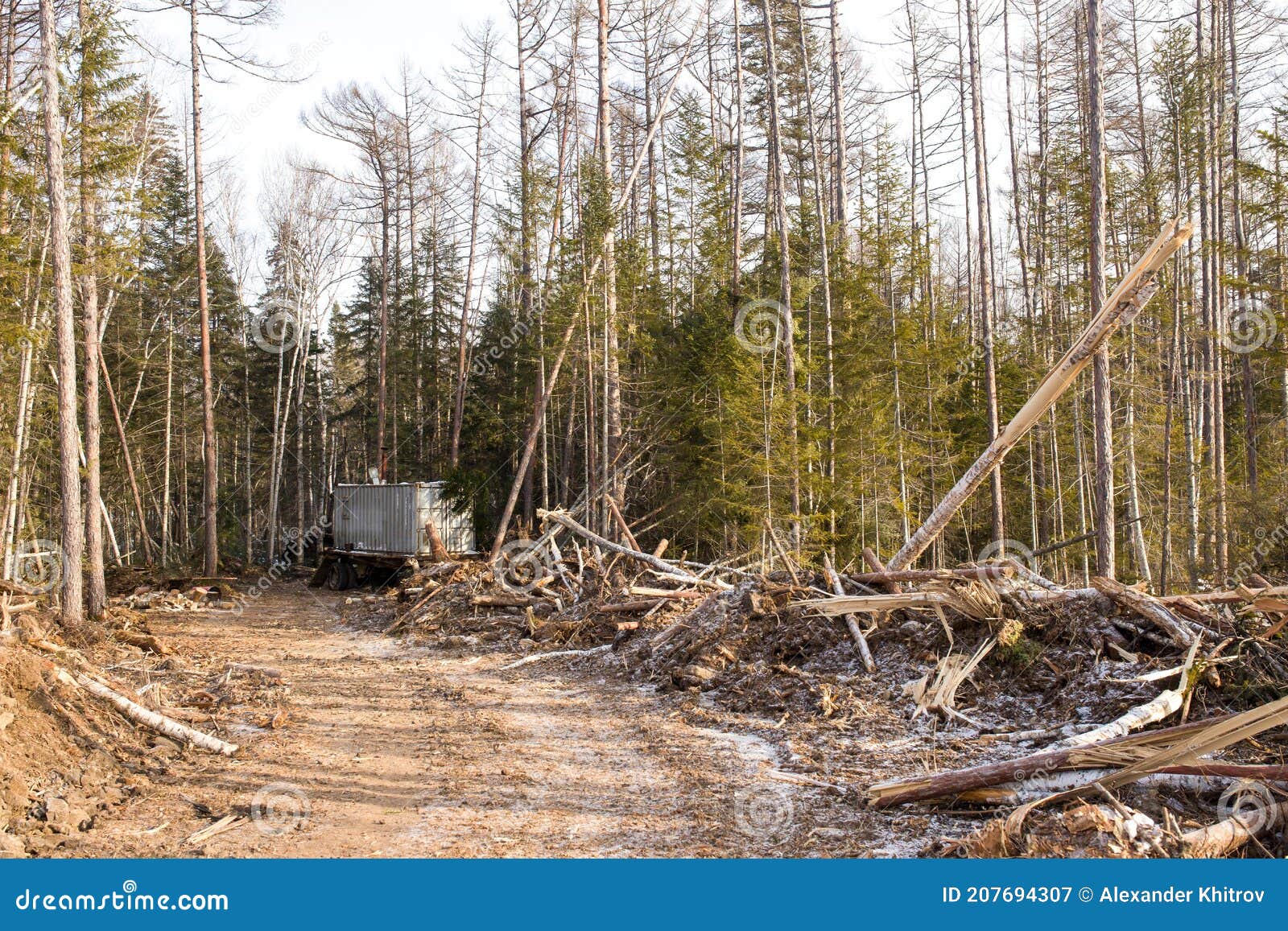 Logging Site in the Winter Taiga. Timber Road at the Logging Site Stock ...