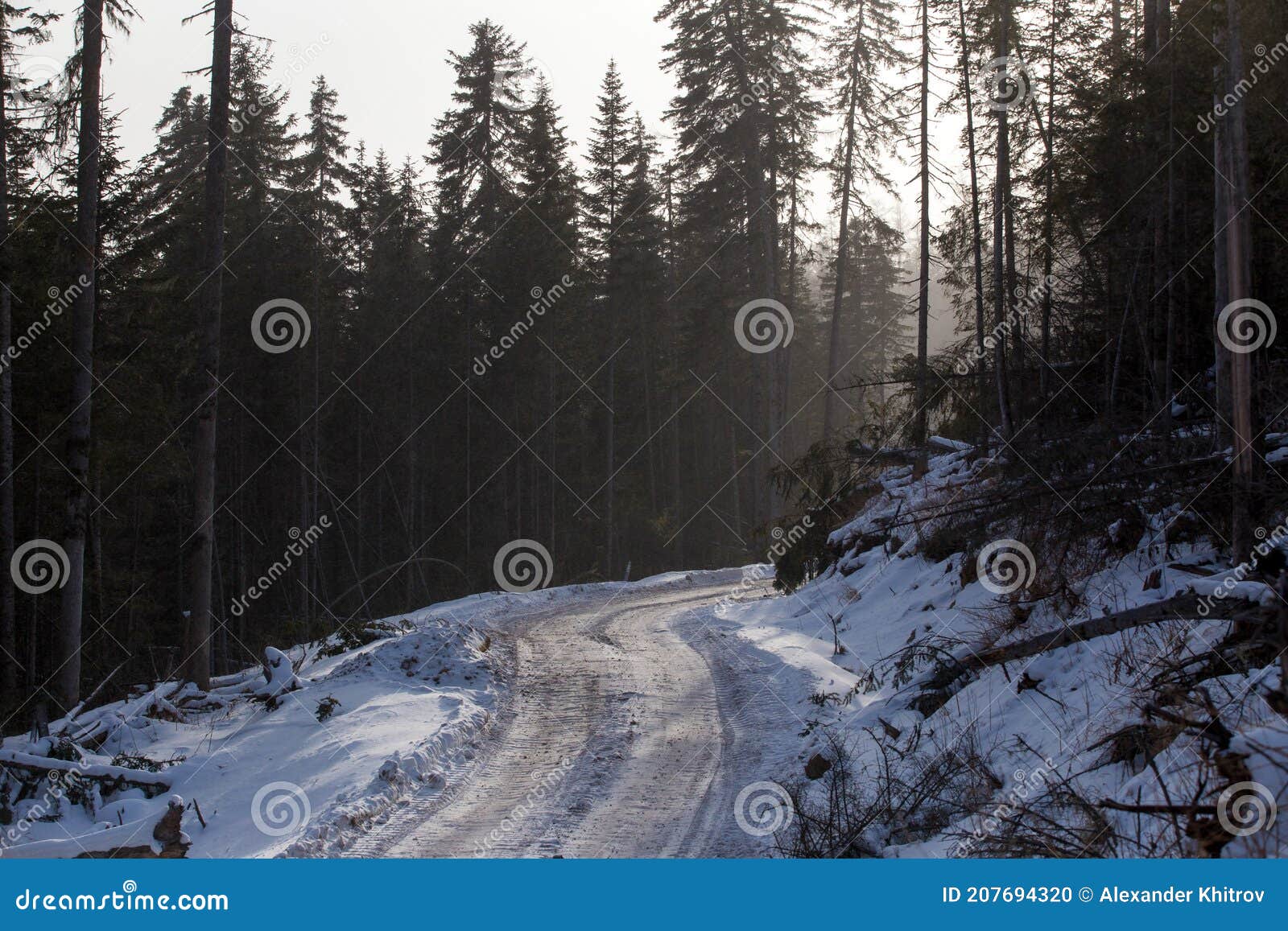 Logging Site in the Winter Taiga. Timber Road at the Logging Site Stock ...