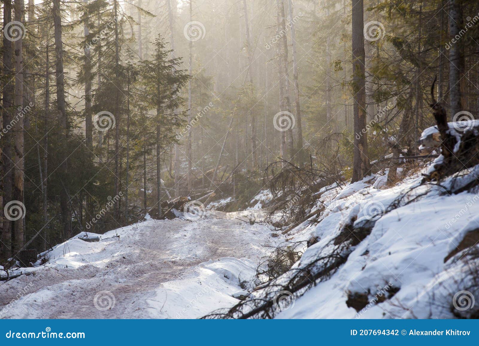 Logging Site in the Winter Taiga. Timber Road at the Logging Site Stock ...