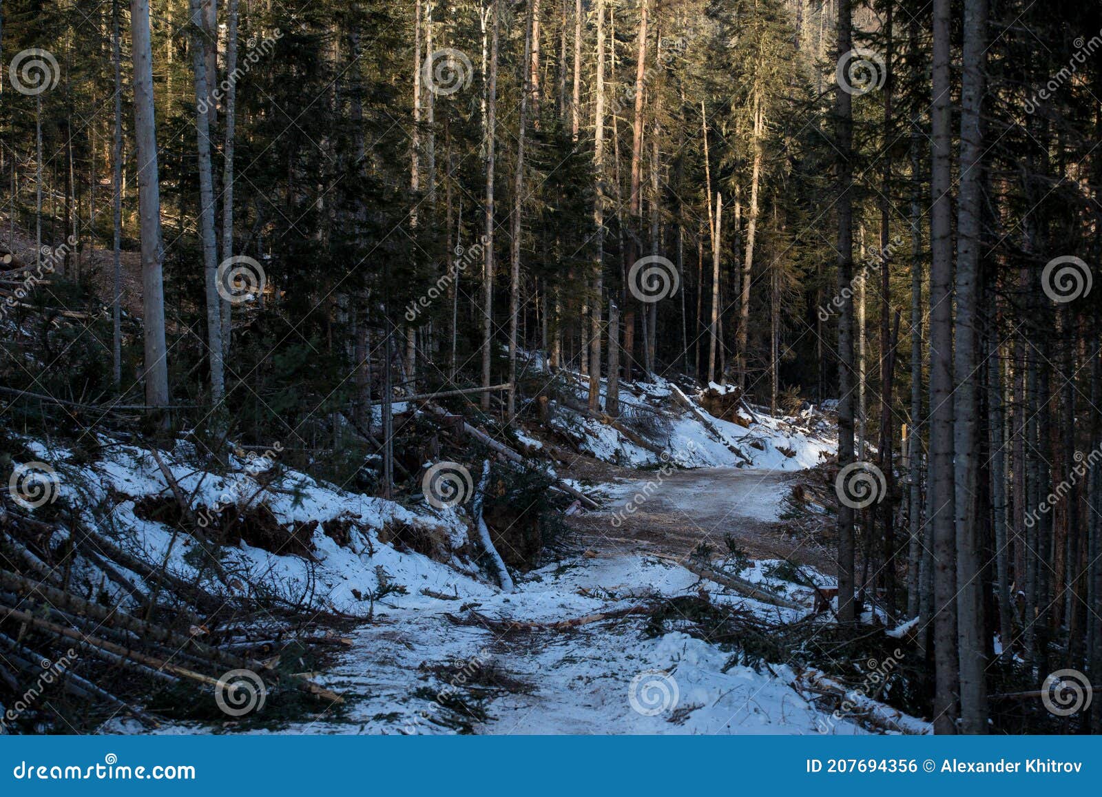 Logging Site in the Winter Taiga. Timber Road at the Logging Site Stock ...