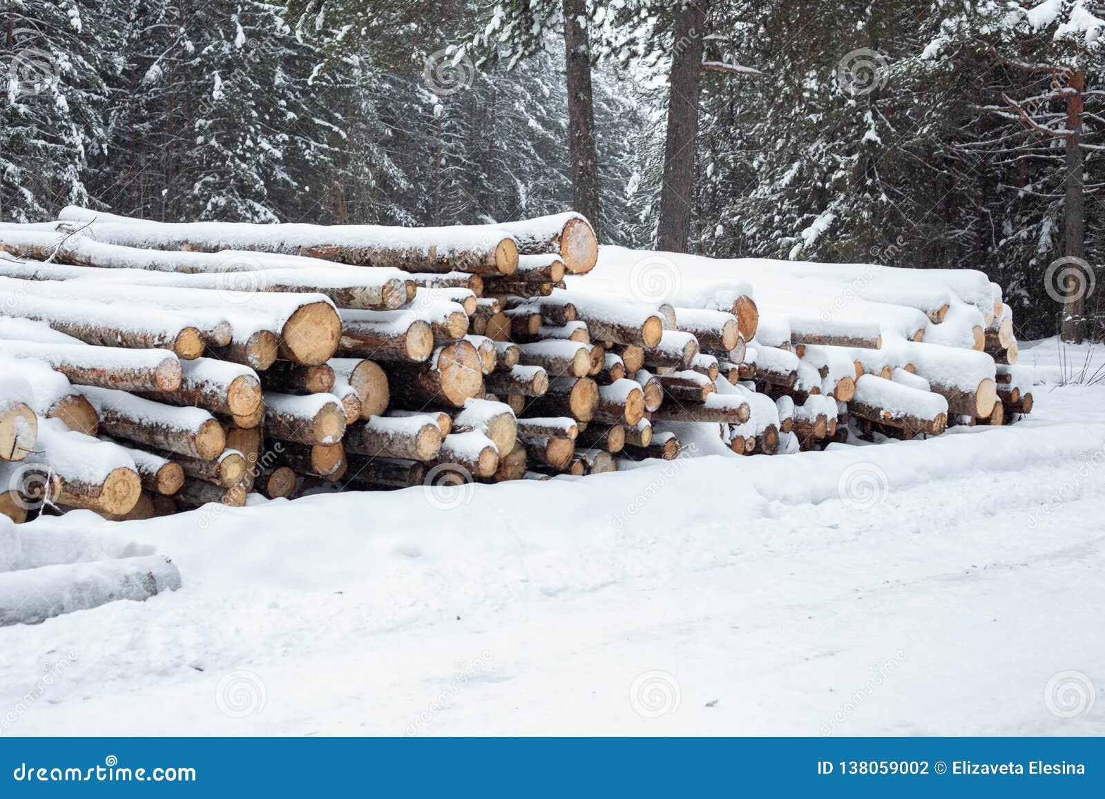 Logging in the Snow Forest. Stock of Timber Stock Photo - Image of ...