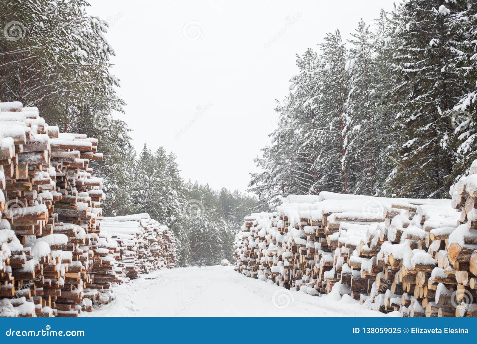 Logging in the Snow Forest. Stock of Timber Stock Image - Image of ...