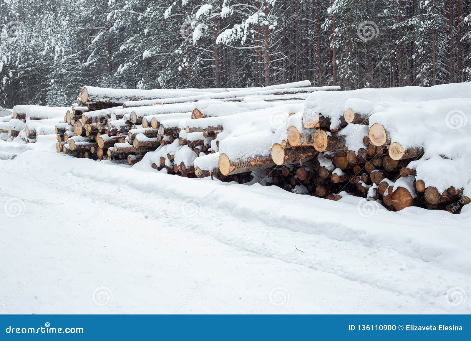 Logging in the Snow Forest. Stock of Timber Stock Photo - Image of ...