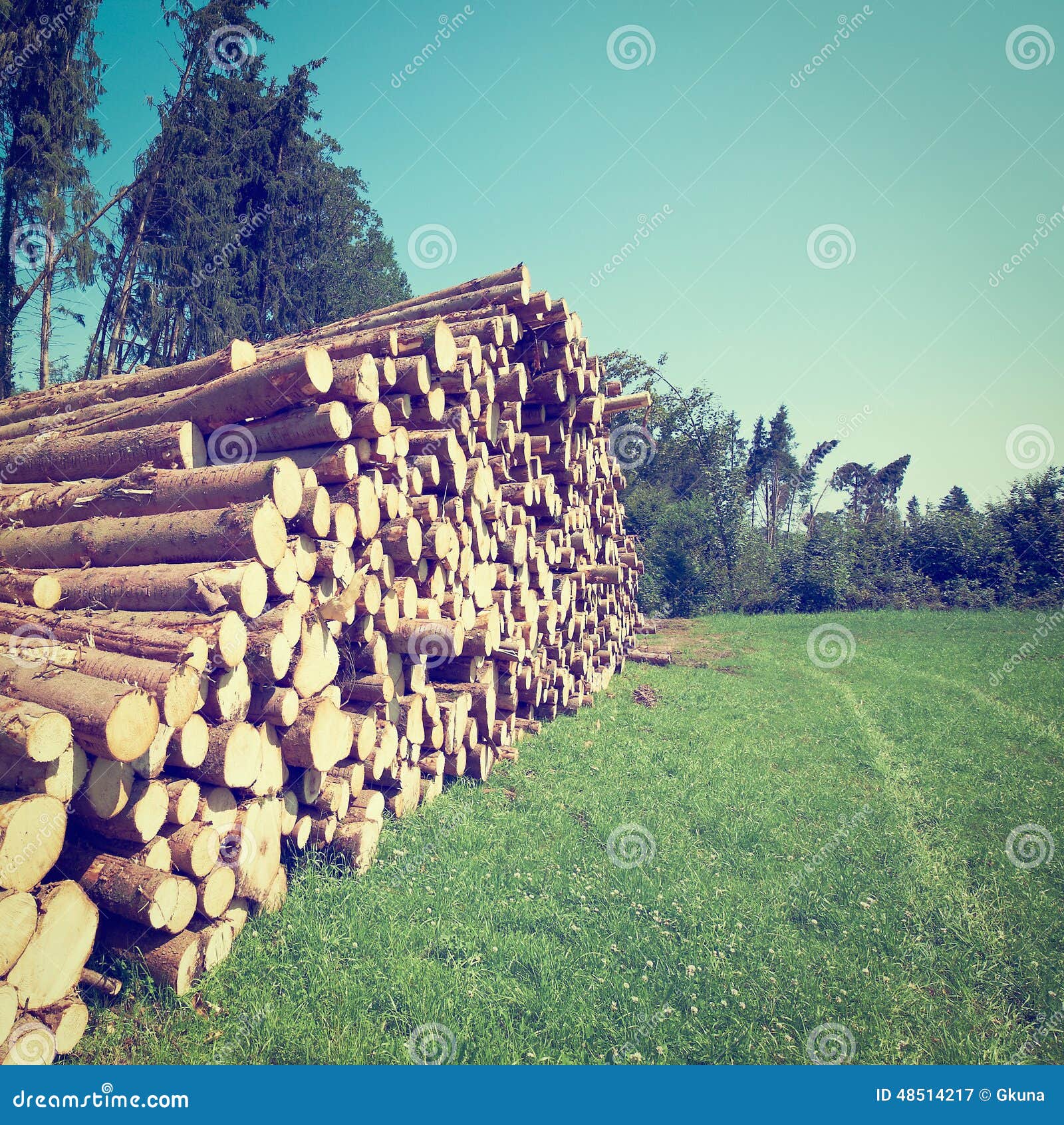 Logging stock image. Image of branches, burning, landscape - 48514217