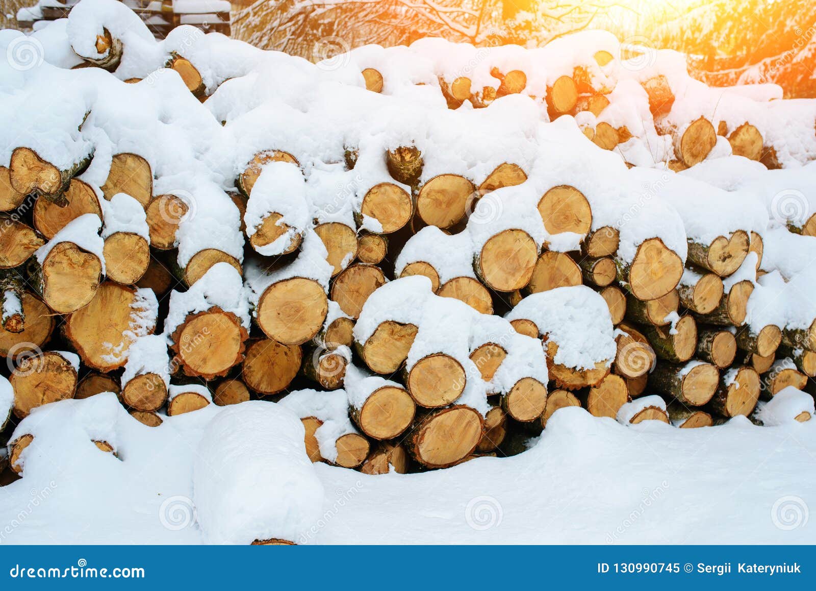 Logging Stack in the Forest during the Winter Stock Image - Image of ...