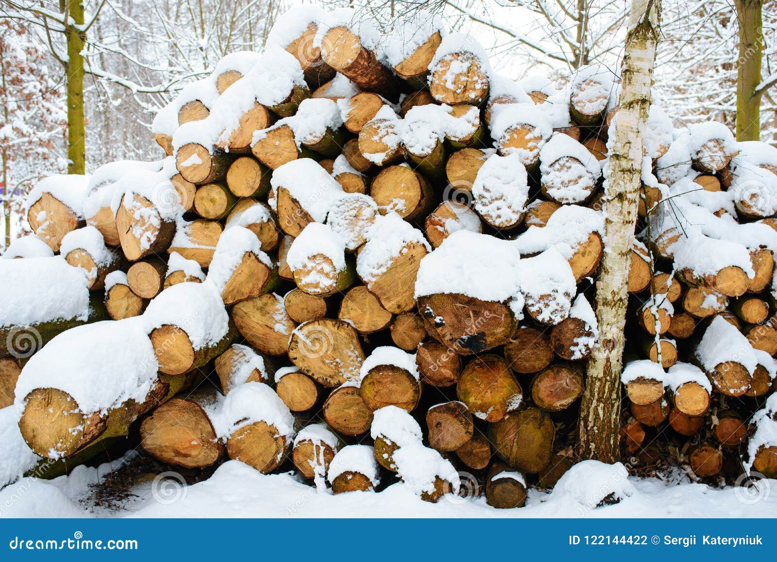 Logging Stack in the Forest during the Winter Stock Photo - Image of ...