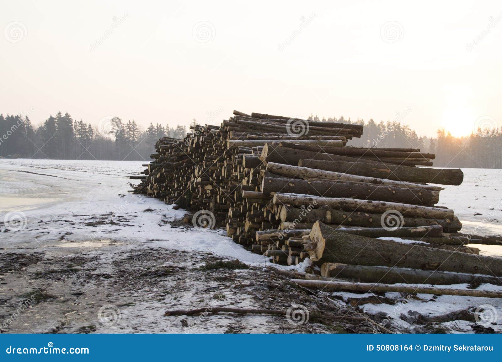 Logging. Storage of Logs Cut Length on the Field Stock Photo - Image of ...