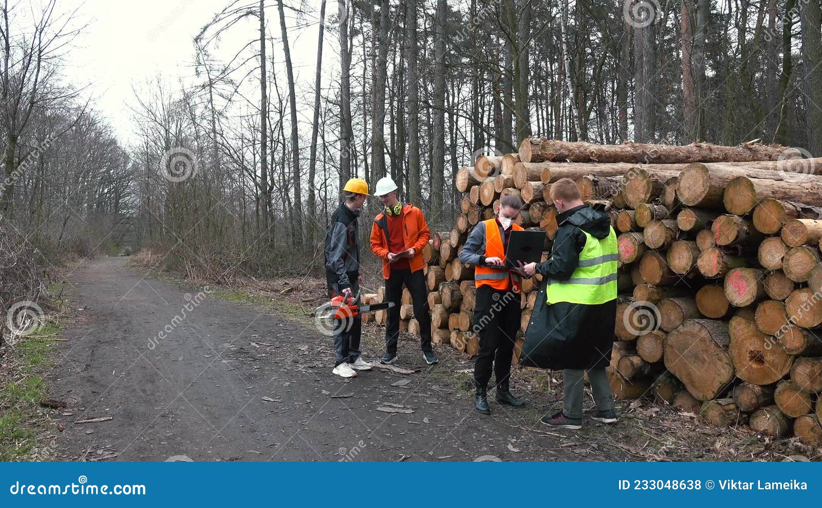 The Logging Team Takes Measurements of the Logs before Processing ...