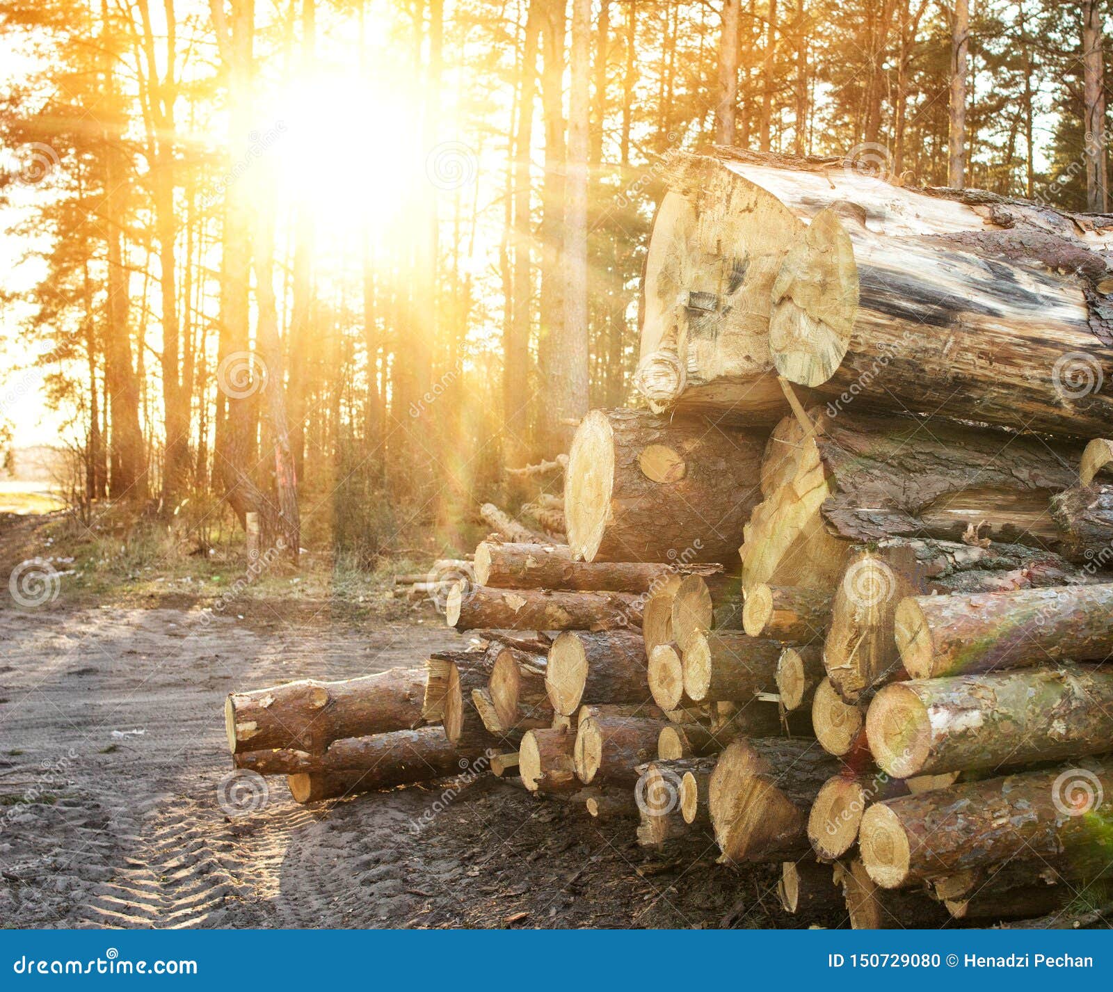 Logging, Thick Logs Lie in the Forest Against the Backdrop of a Sunset ...